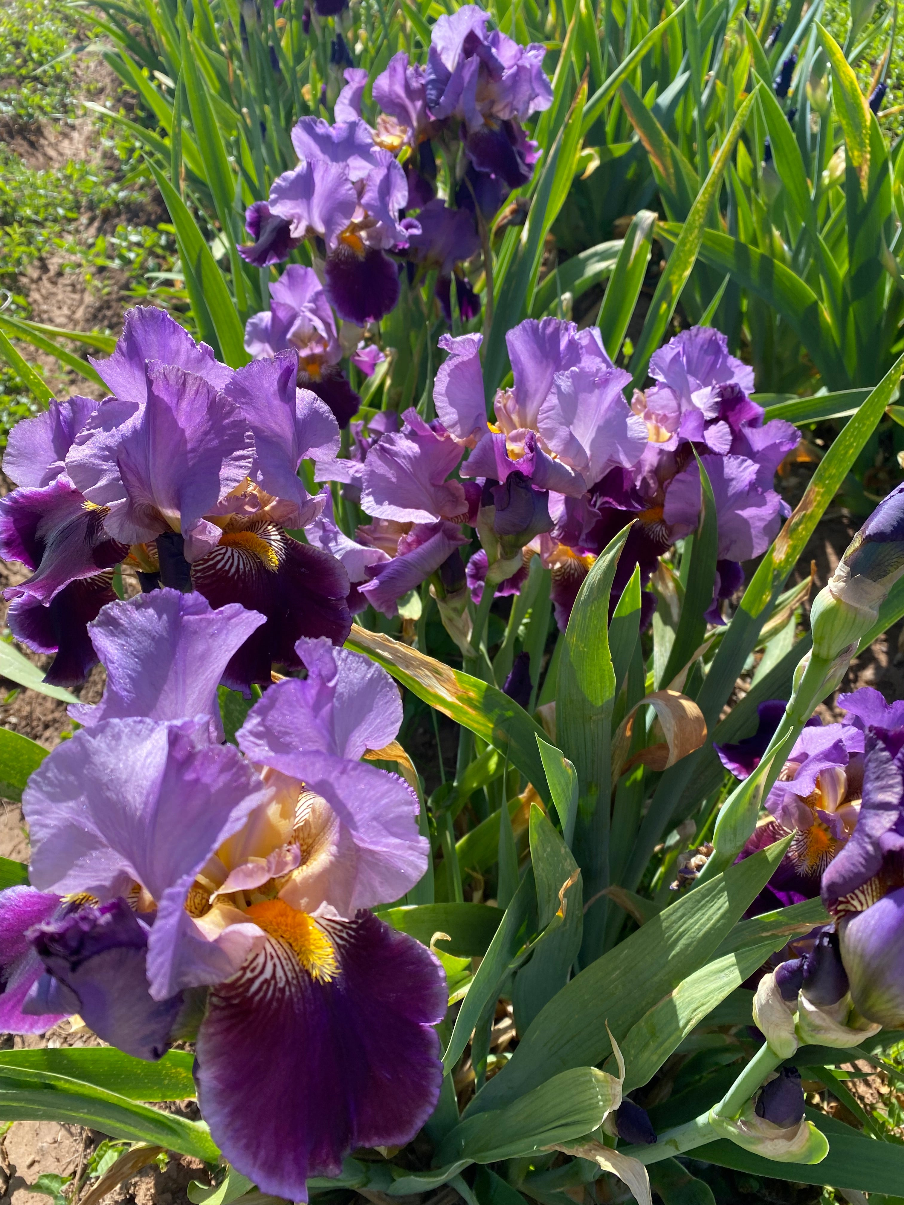 Fragrant Iris – Page 12 – Ripple Effect Iris Farm