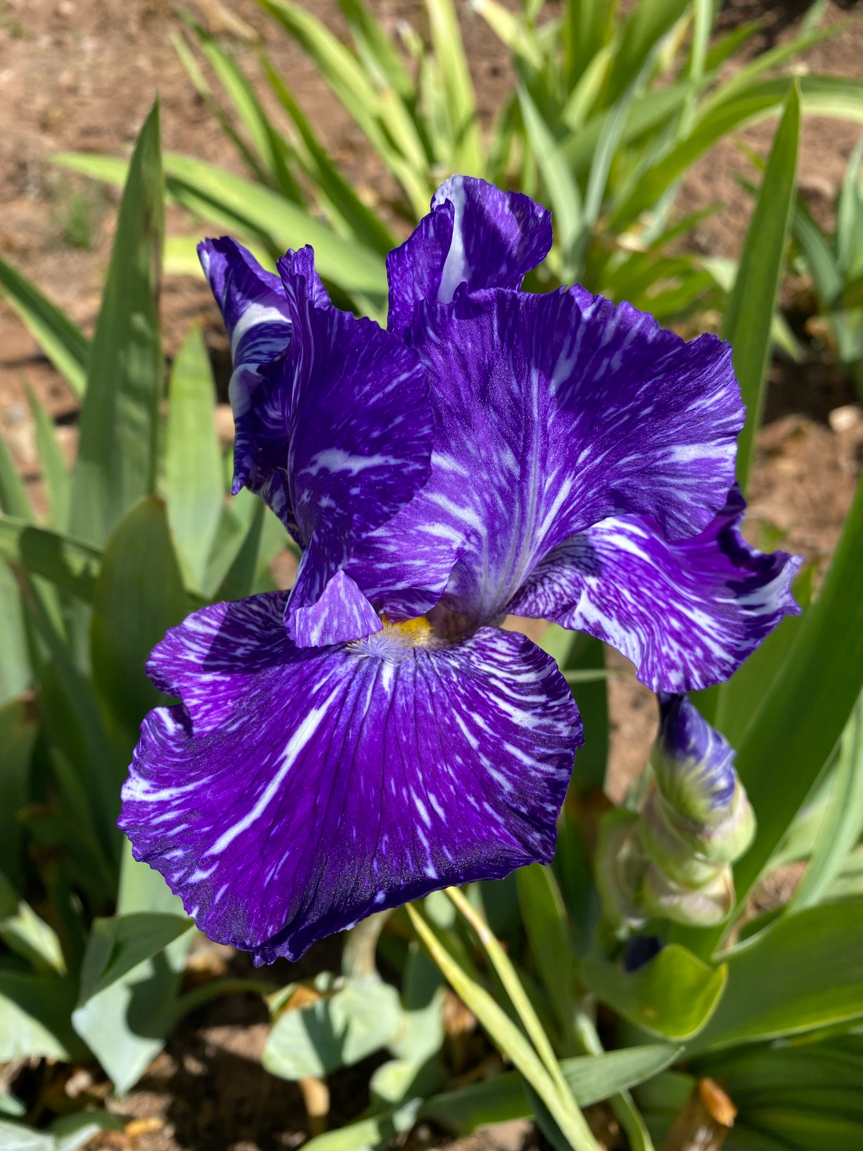 Batik – Ripple Effect Iris Farm