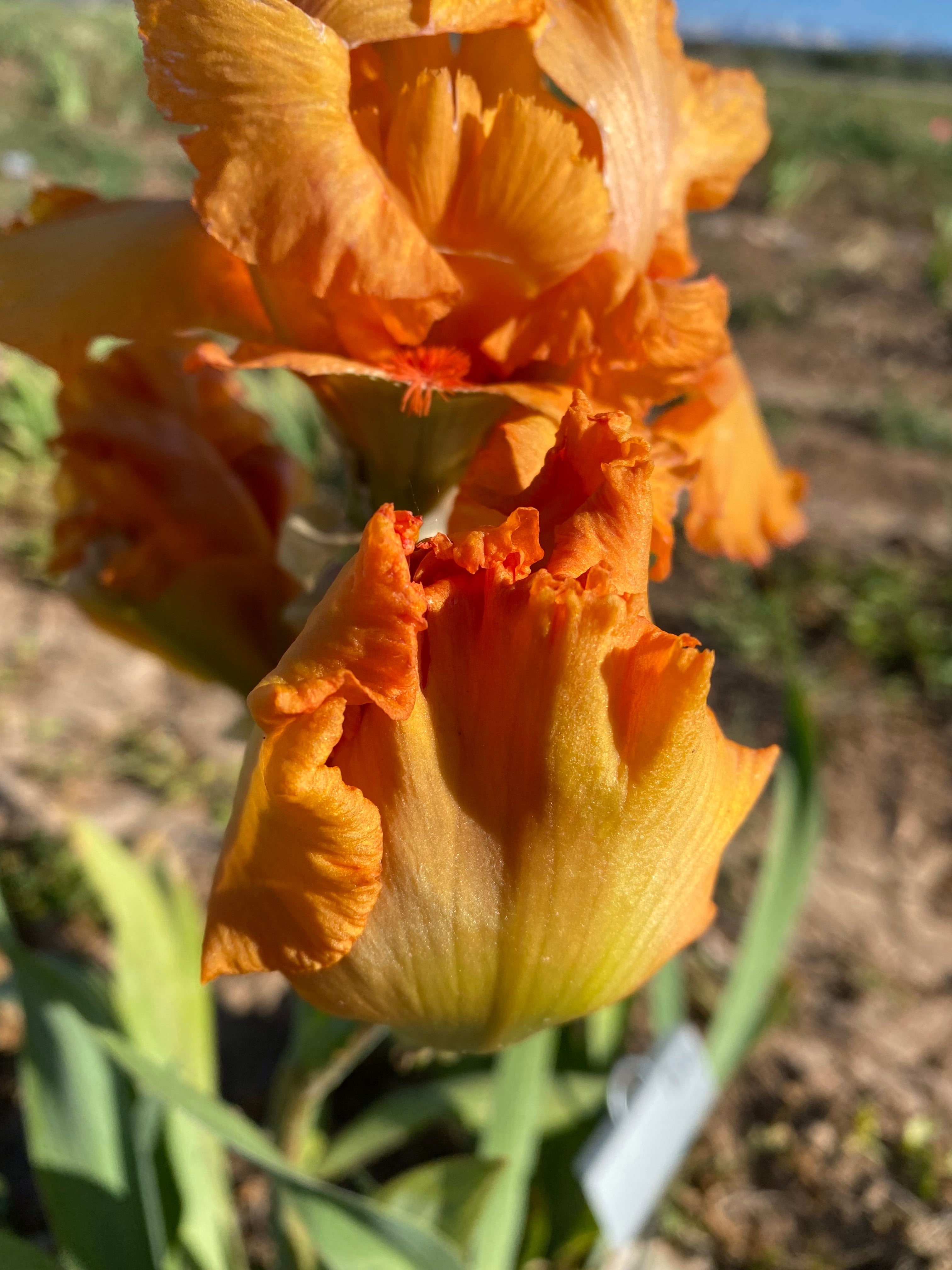 Orange – Ripple Effect Iris Farm