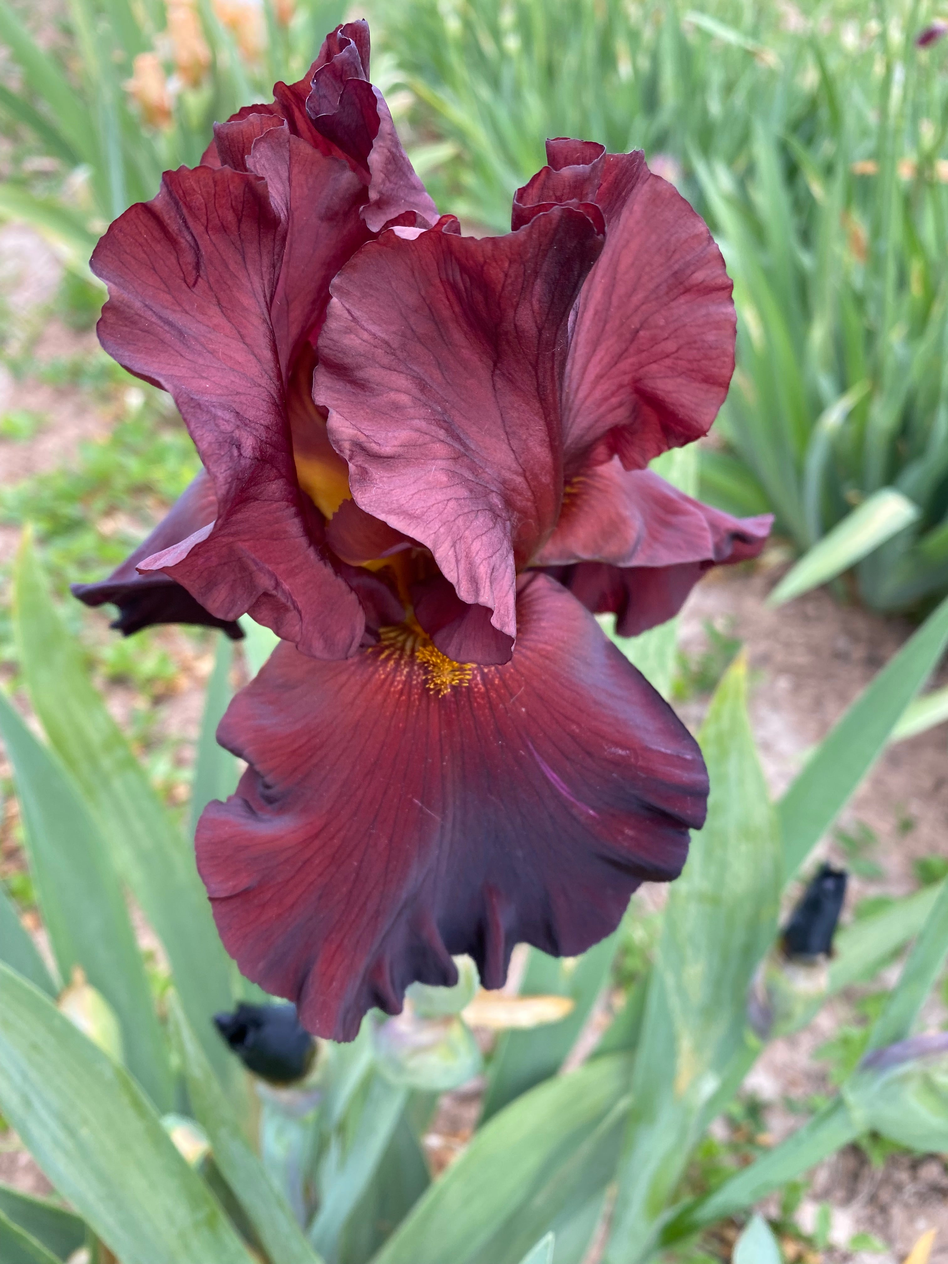 Red – Ripple Effect Iris Farm