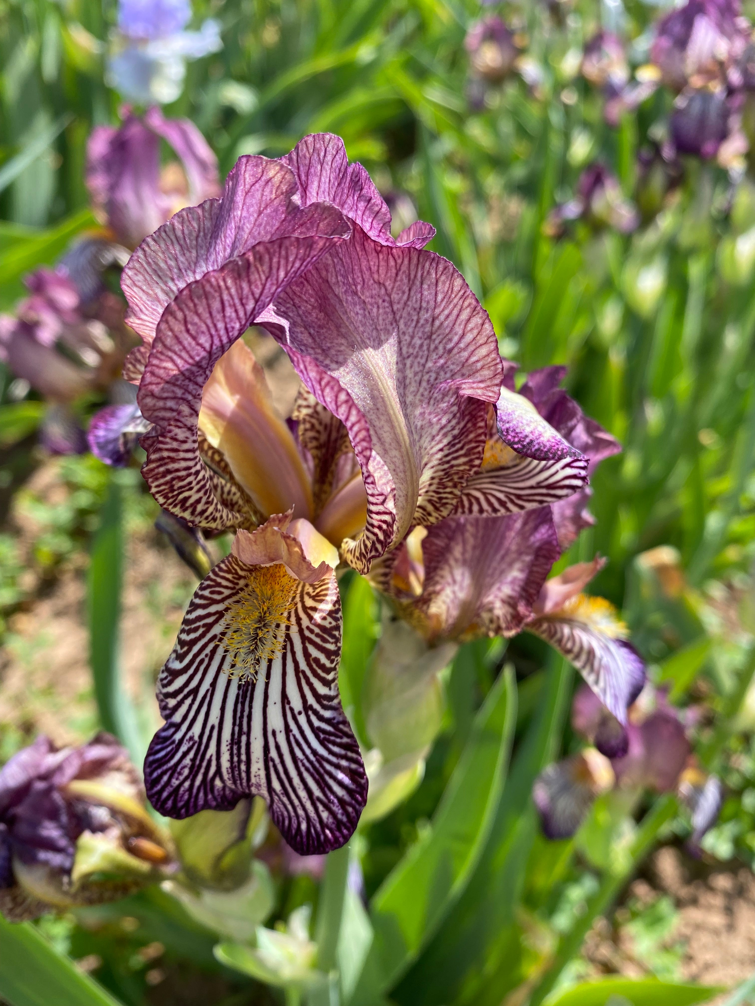 Historic – Ripple Effect Iris Farm