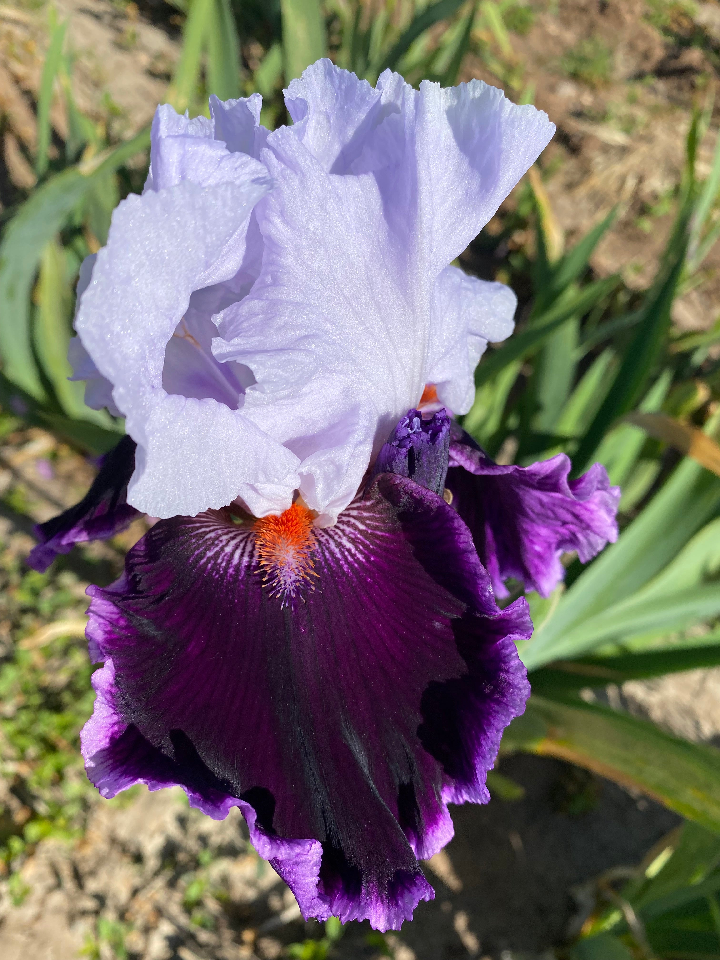 Purple – Ripple Effect Iris Farm