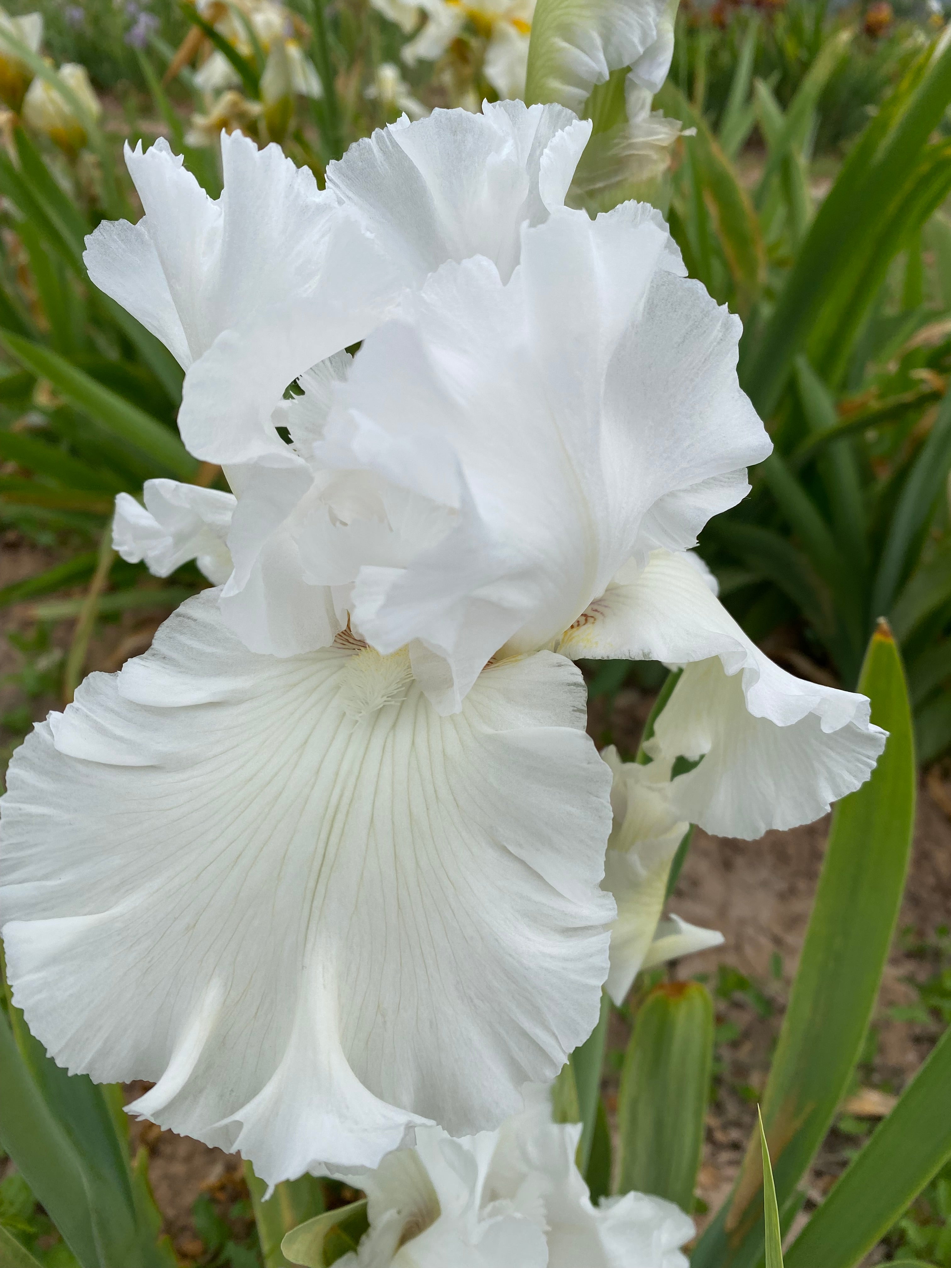 White – Ripple Effect Iris Farm
