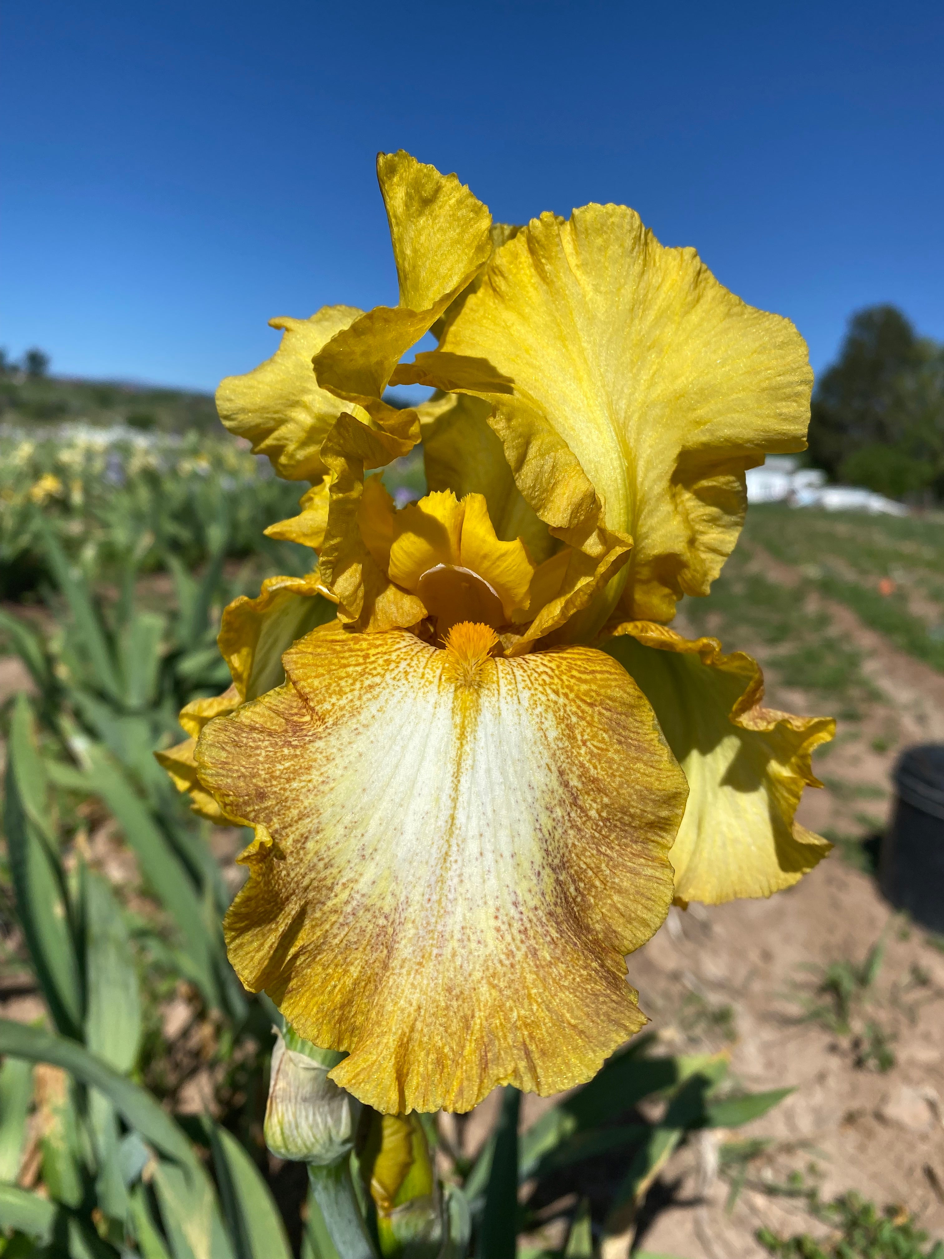 Yellow – Ripple Effect Iris Farm