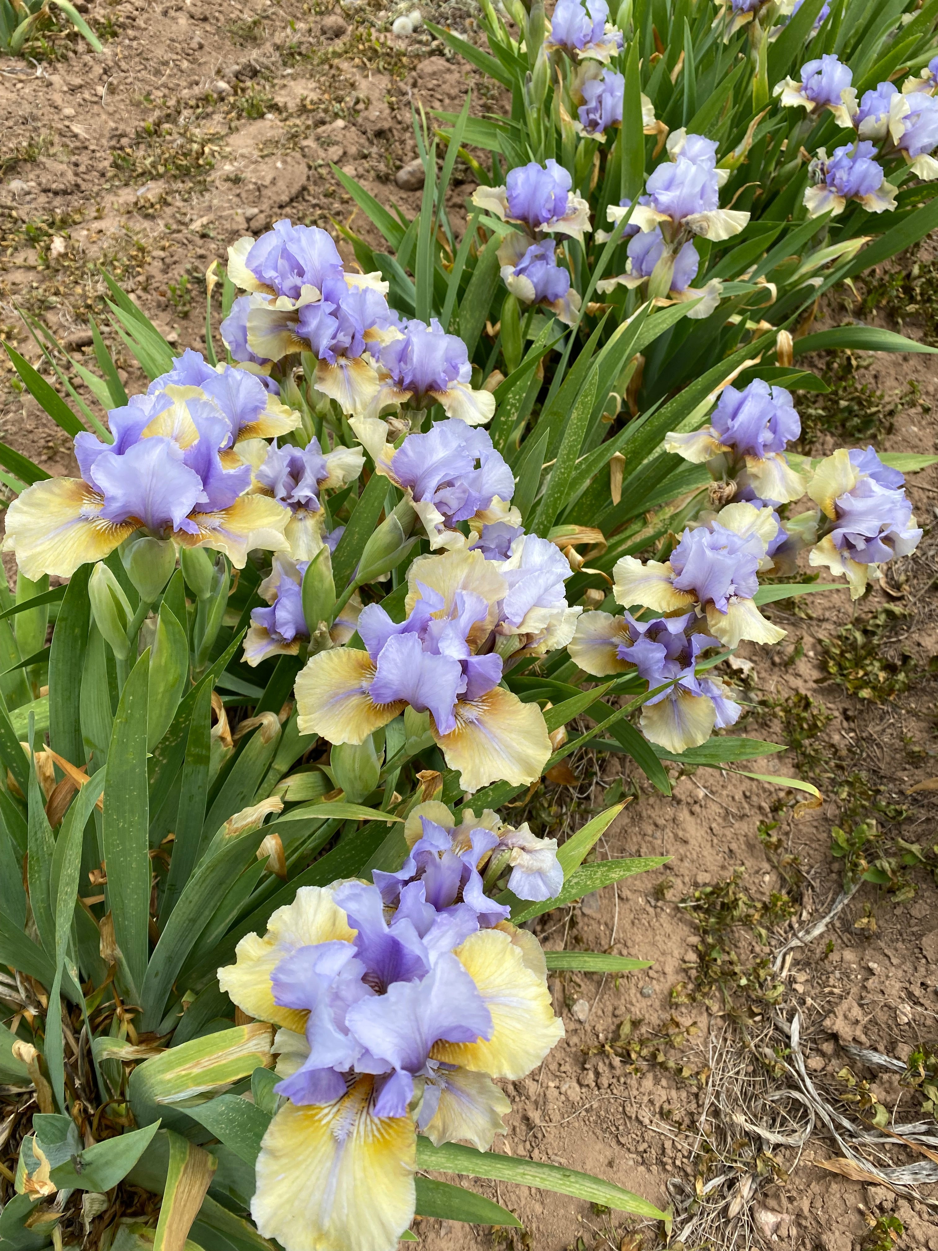 Reblooming Iris – Ripple Effect Iris Farm