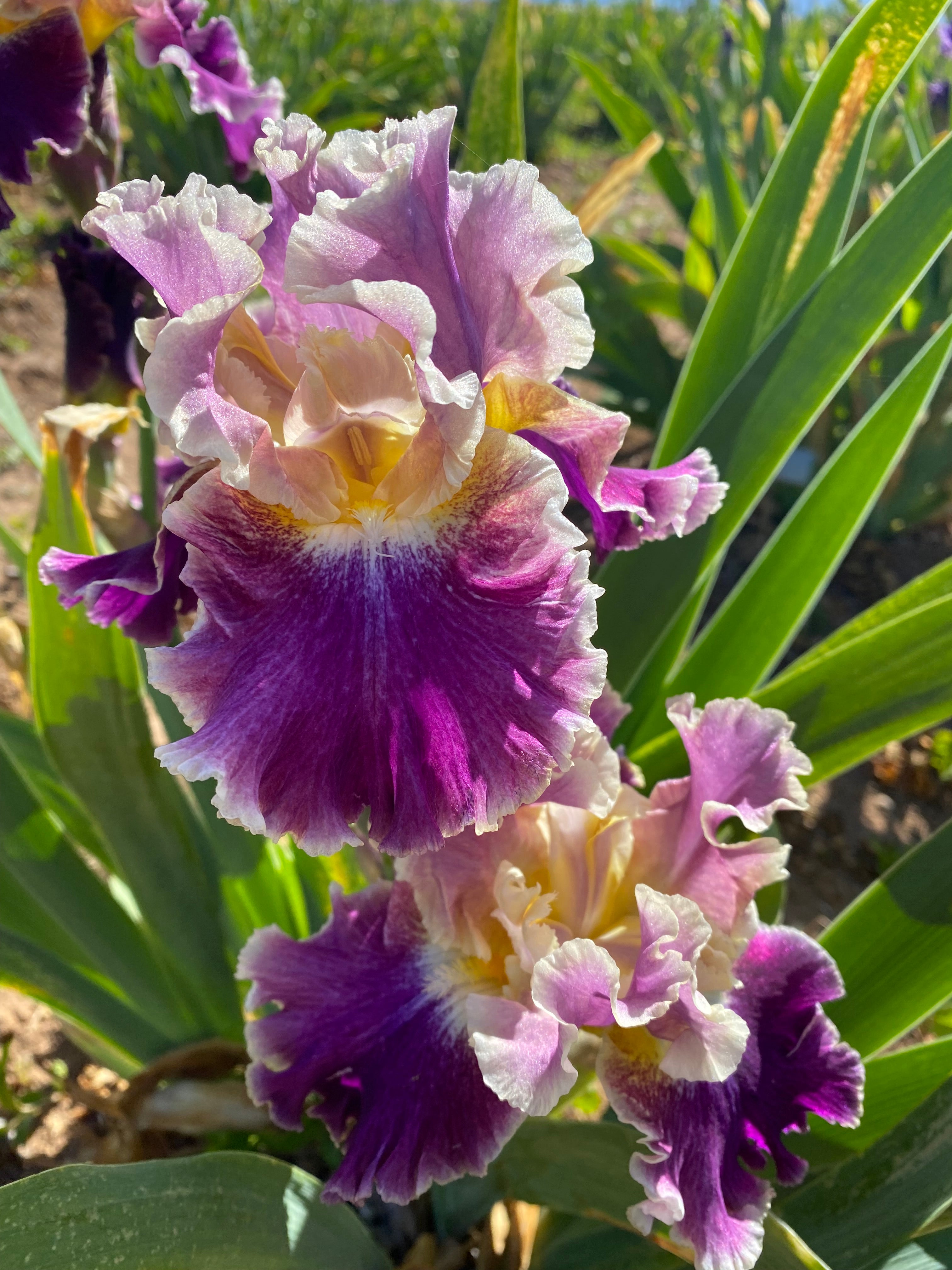 Luminata – Ripple Effect Iris Farm