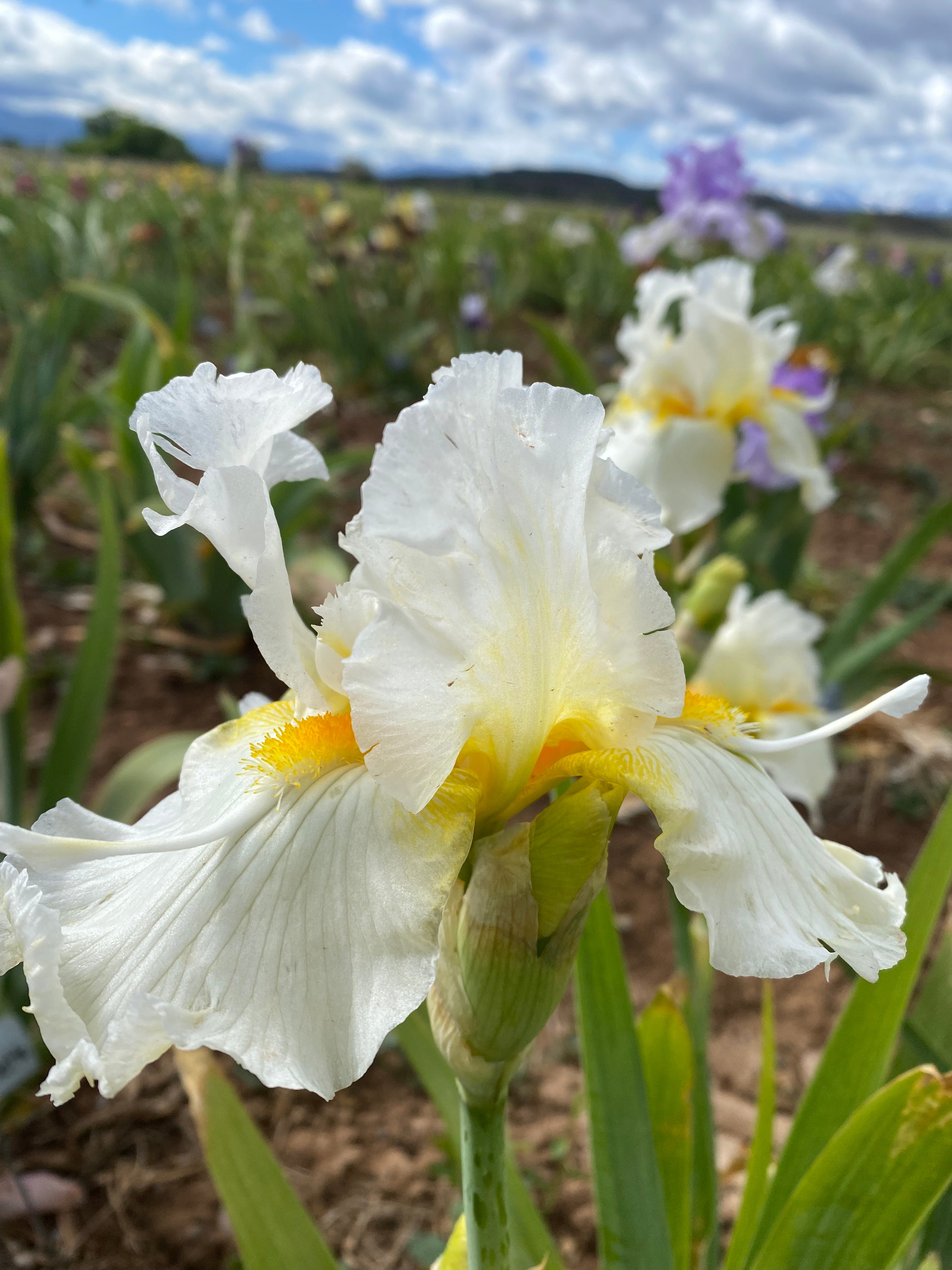 Space Age Iris – Ripple Effect Iris Farm