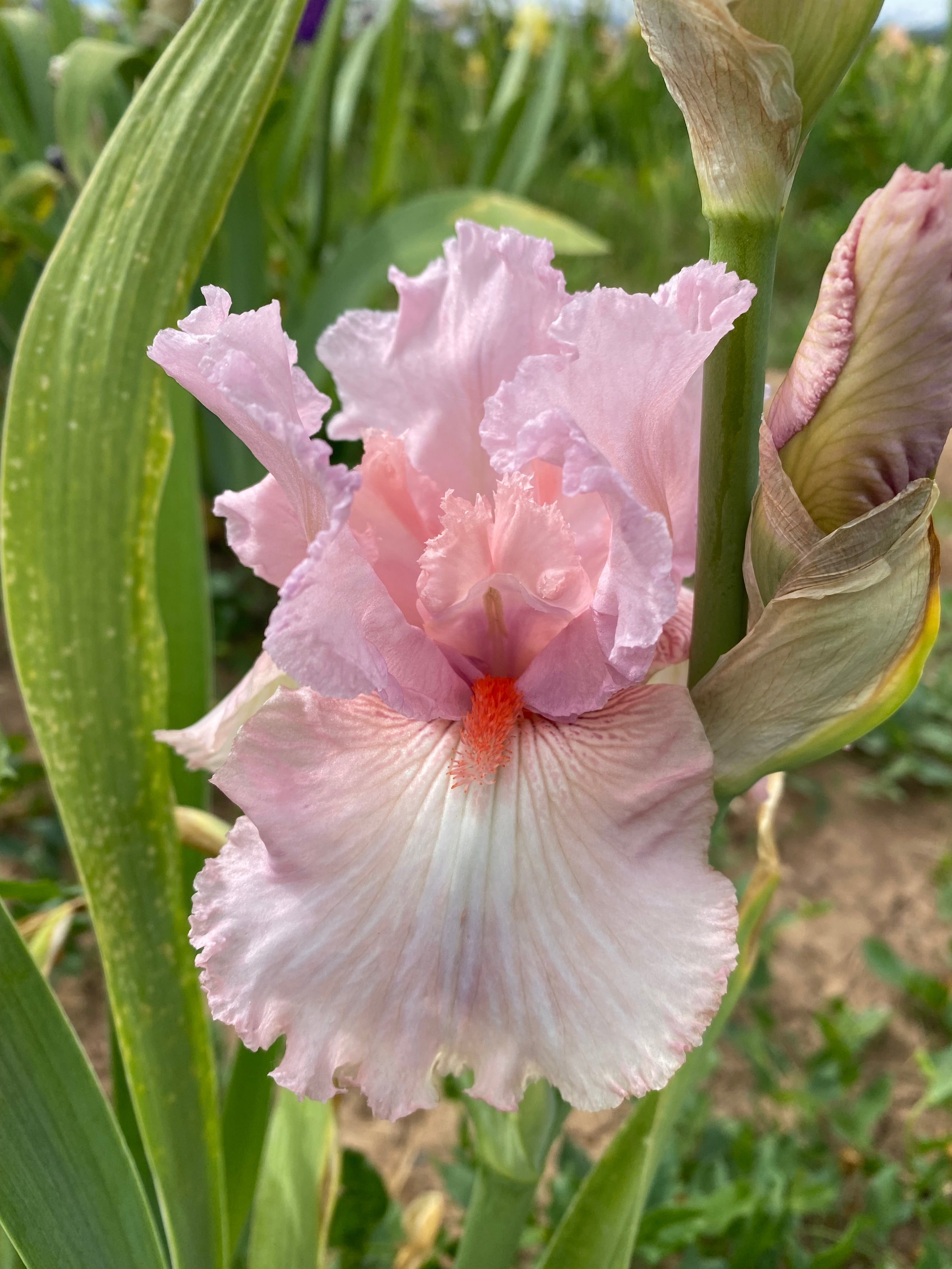 Pink – Ripple Effect Iris Farm