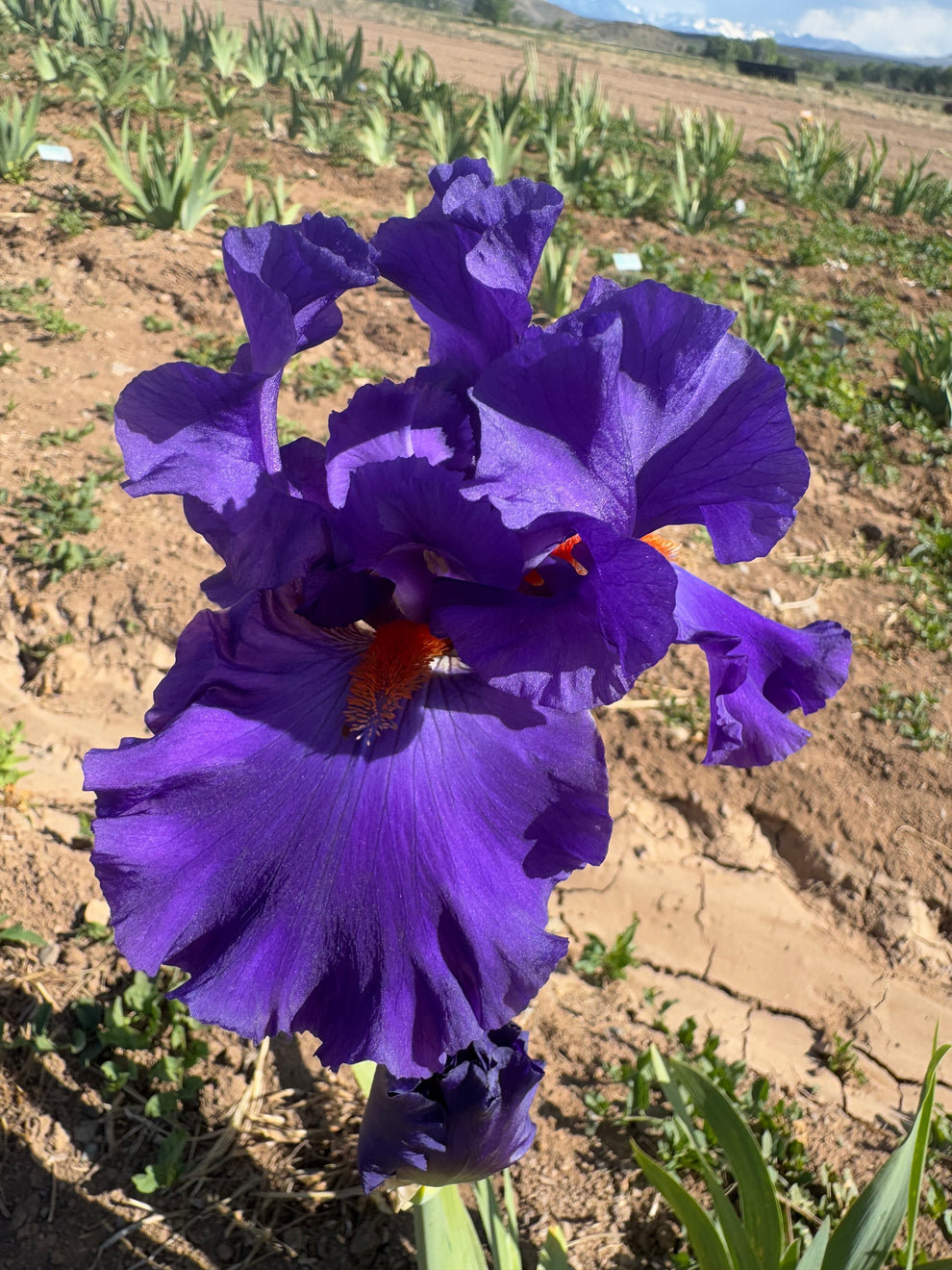 Paul Black – Ripple Effect Iris Farm
