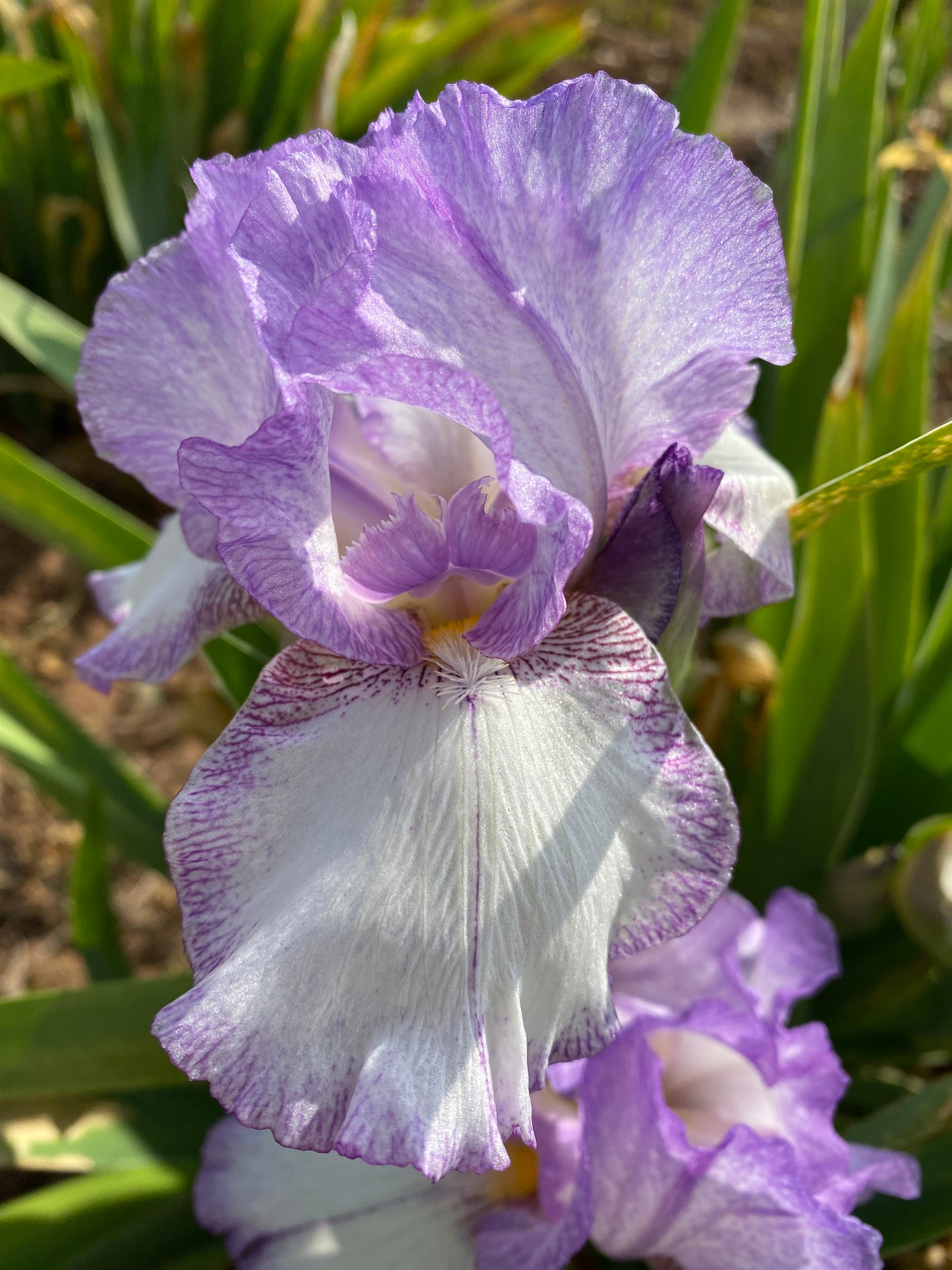 Noid 18.2 Purple plicata – Ripple Effect Iris Farm