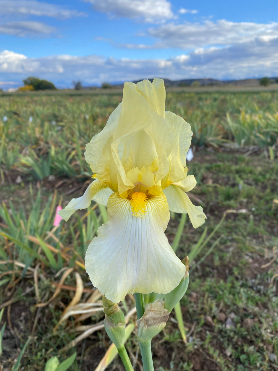Reblooming Iris – Ripple Effect Iris Farm