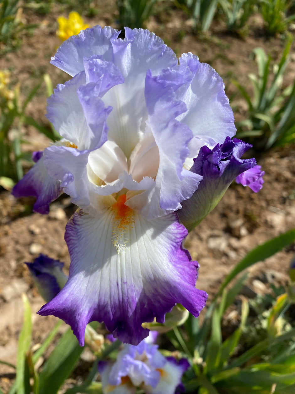 Space Age Iris – Ripple Effect Iris Farm