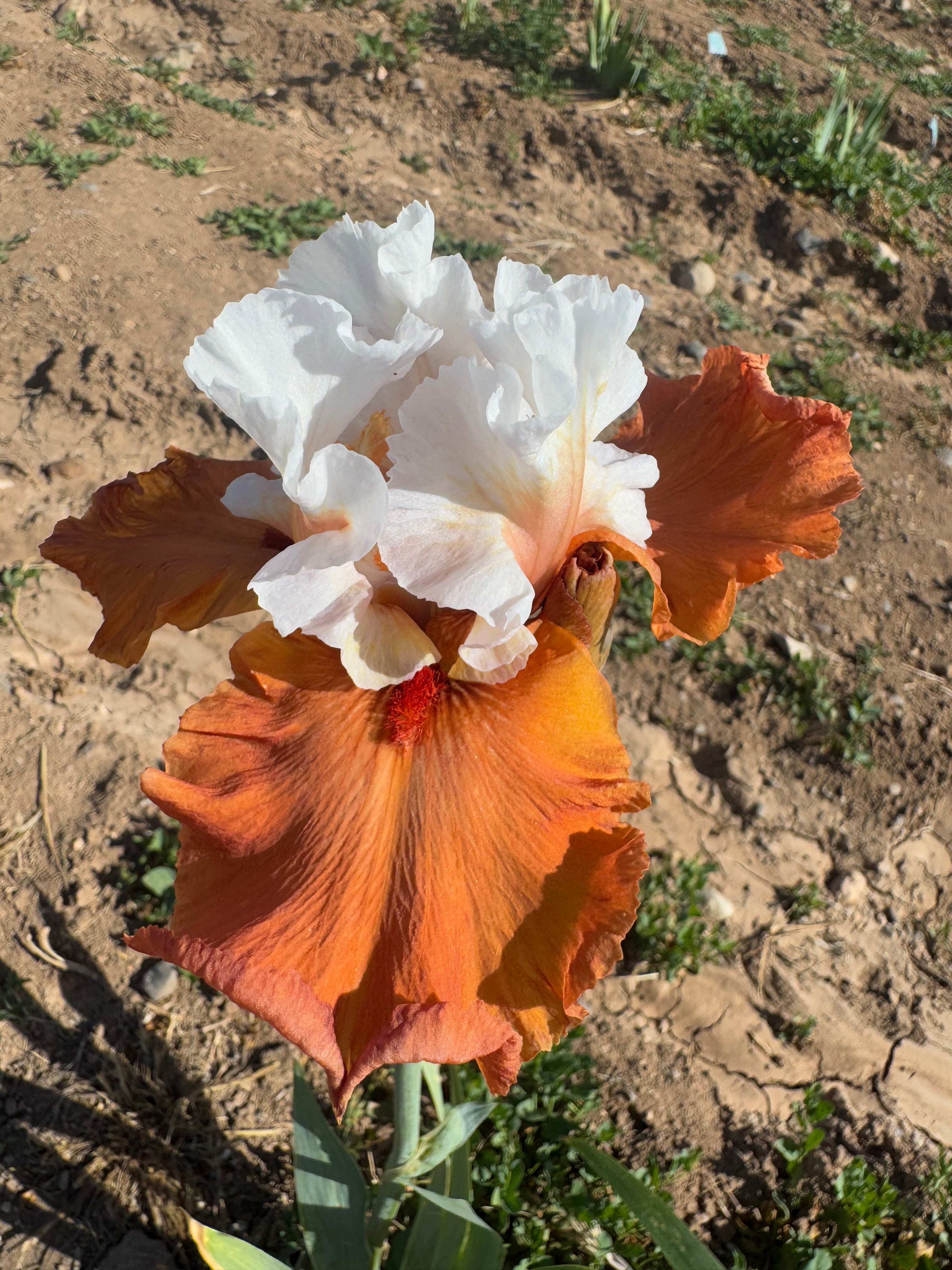 Pumpkin Pie Ala Mode – Ripple Effect Iris Farm