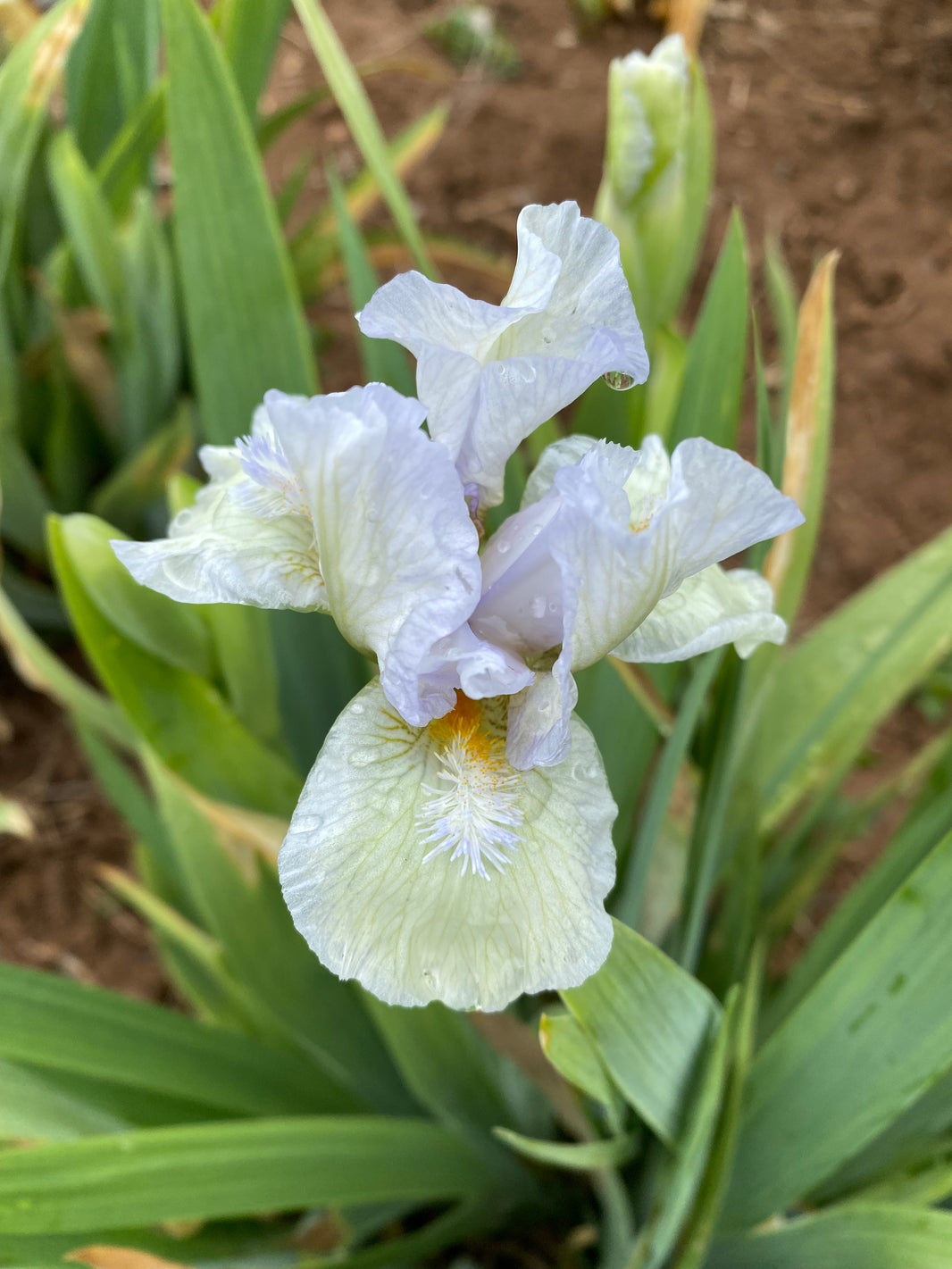 Fragrant Iris – Ripple Effect Iris Farm