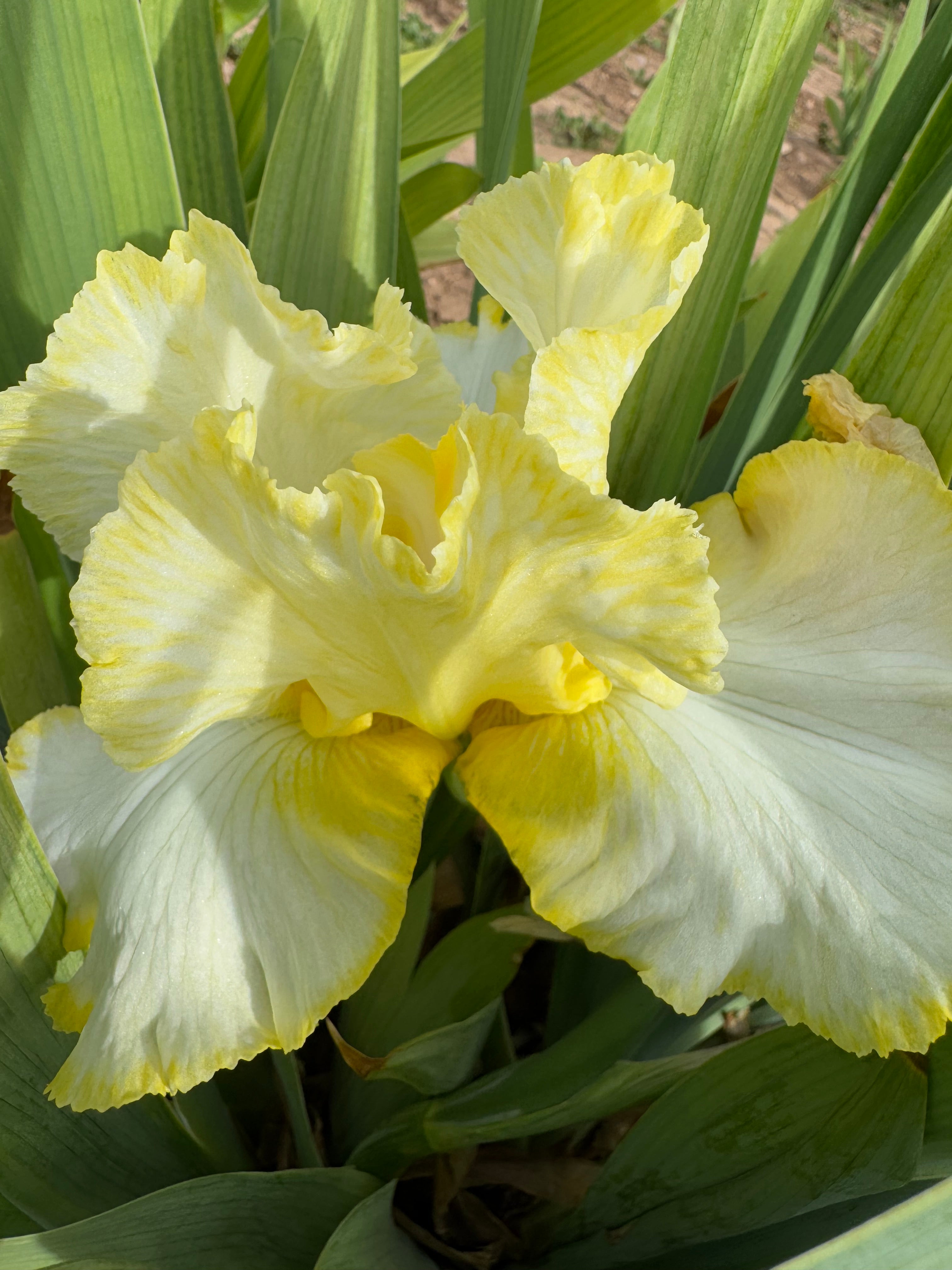 Total Recall – Ripple Effect Iris Farm