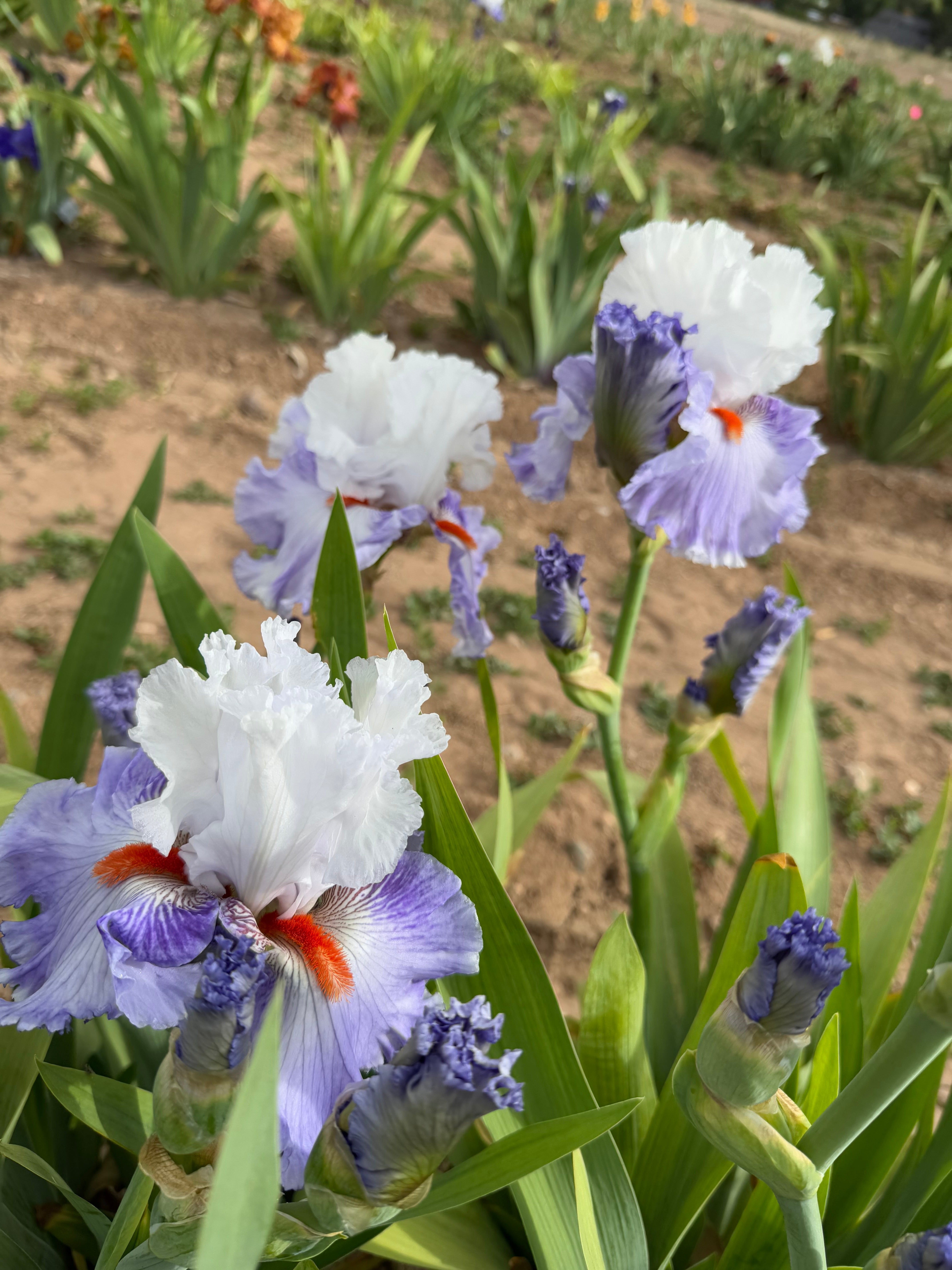 True Patriot – Ripple Effect Iris Farm