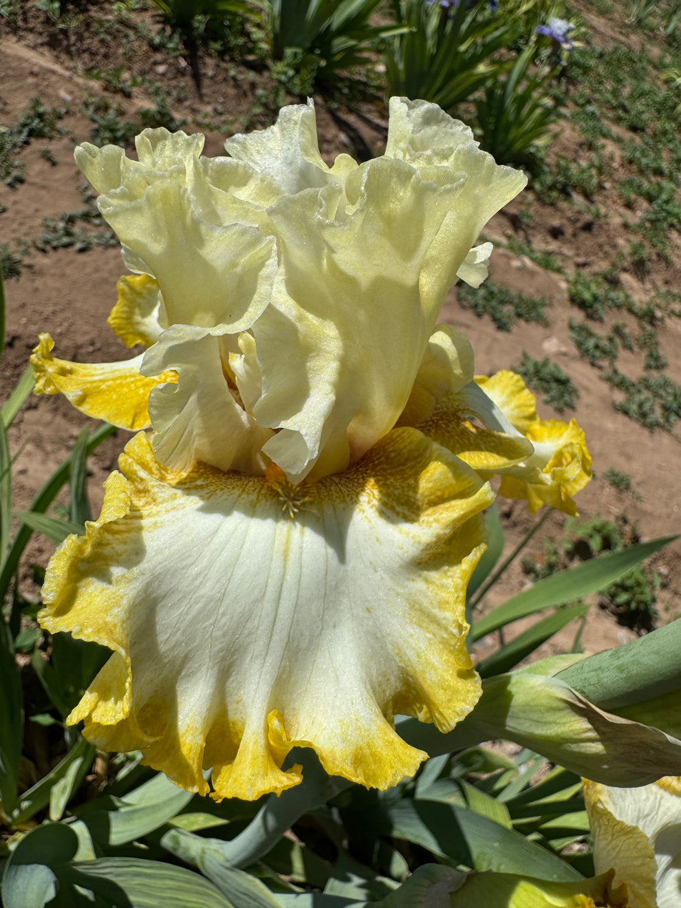 Art Critic – Ripple Effect Iris Farm