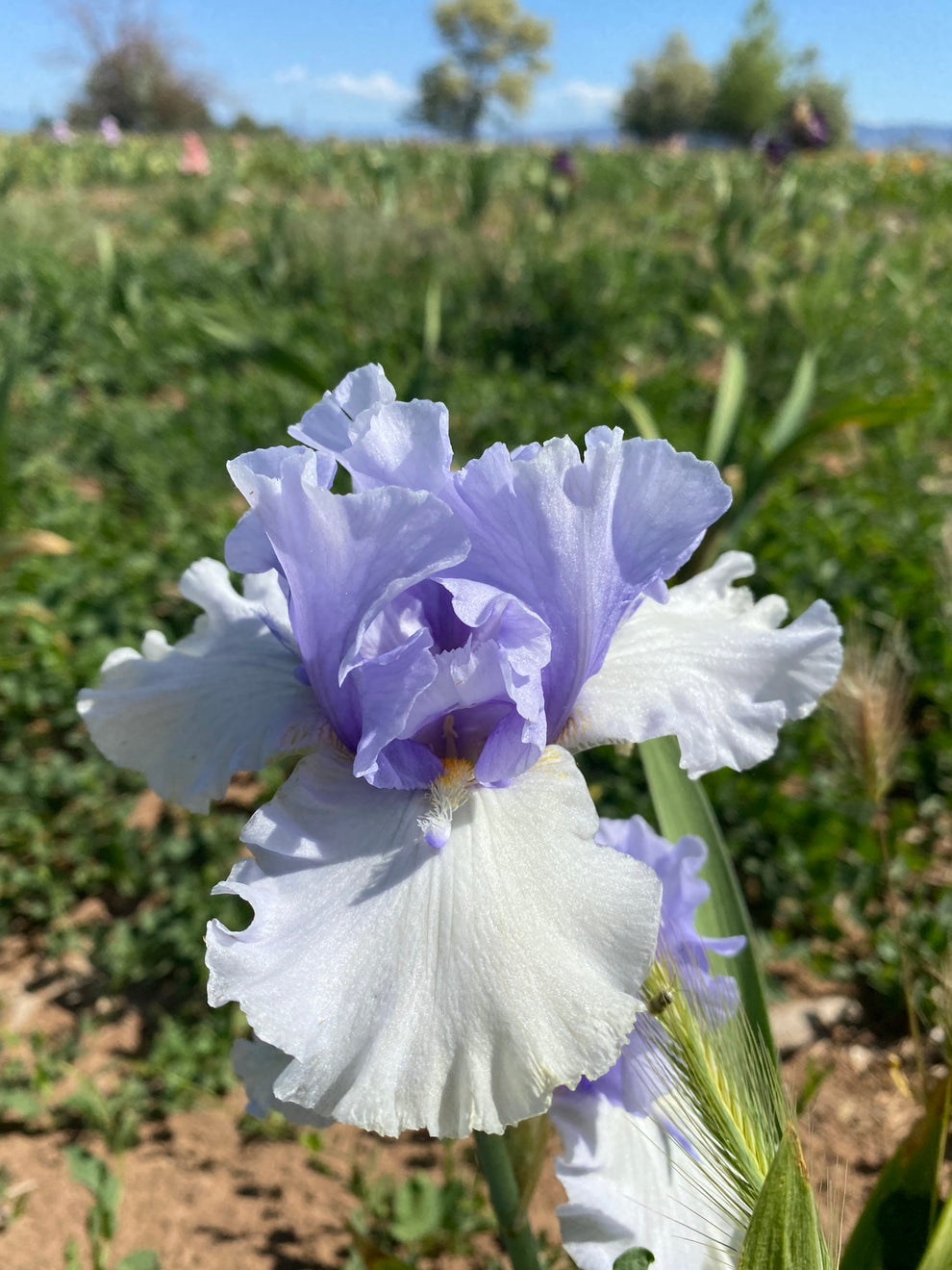 Aviator Wings – Ripple Effect Iris Farm