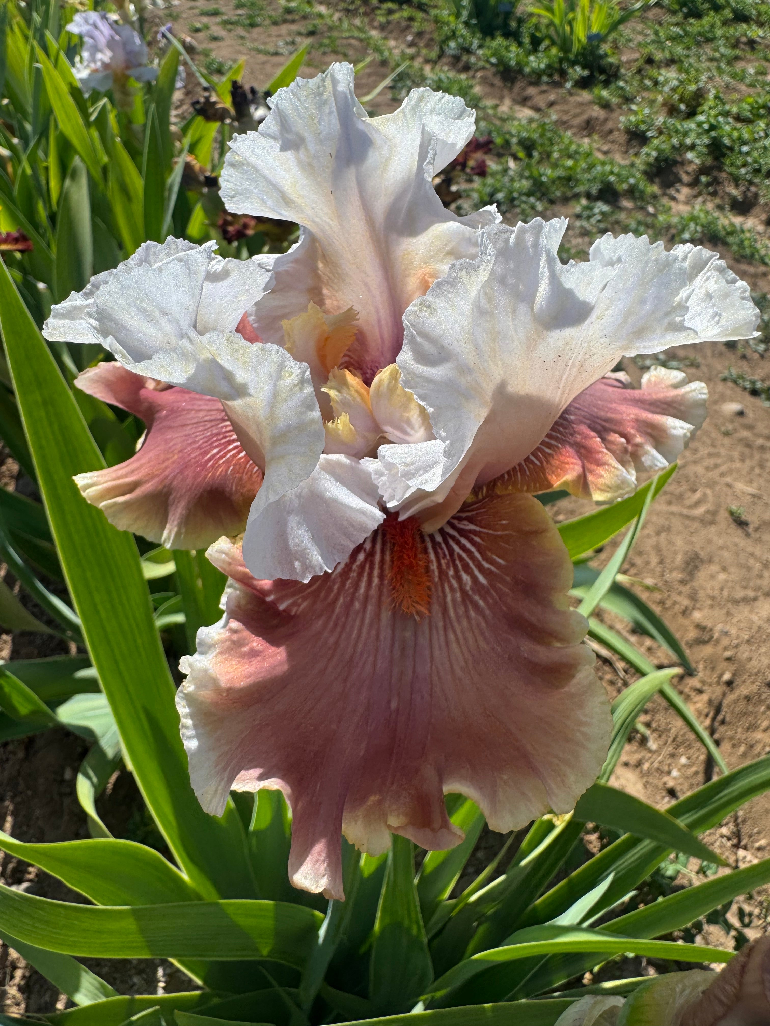 Better Man – Ripple Effect Iris Farm