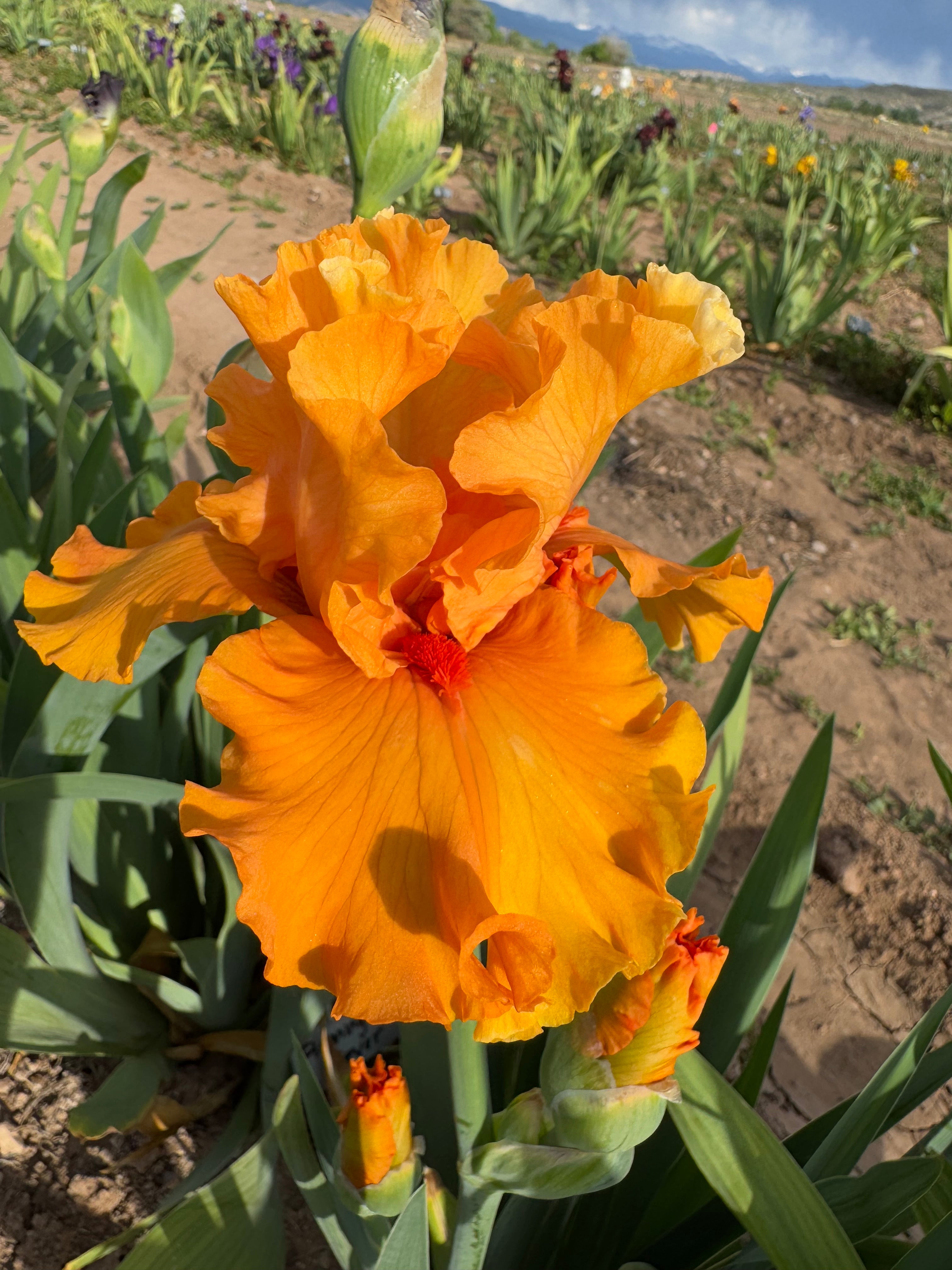 Blinded by the Light – Ripple Effect Iris Farm