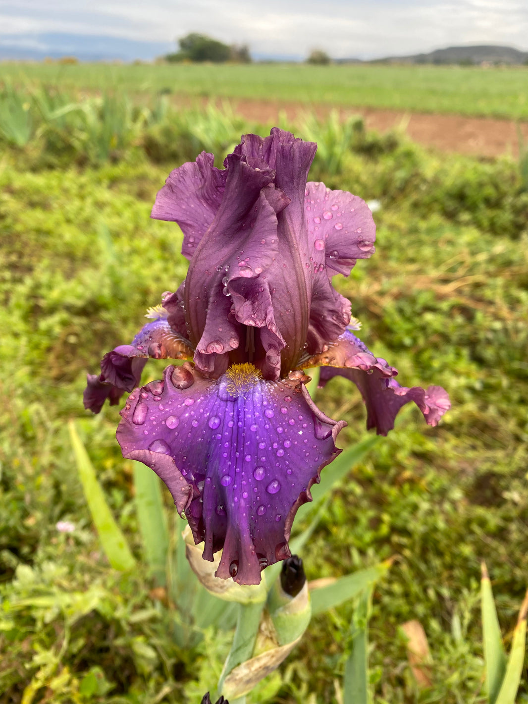Reblooming Iris – Page 2 – Ripple Effect Iris Farm