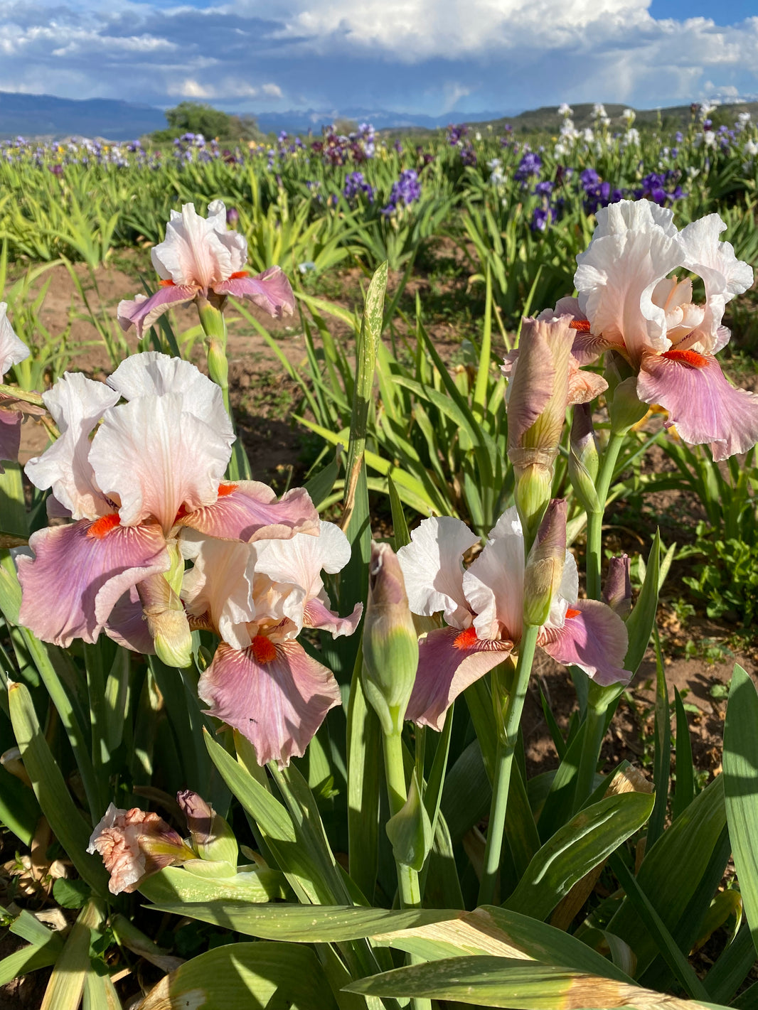 Tall Bearded – Page 3 – Ripple Effect Iris Farm