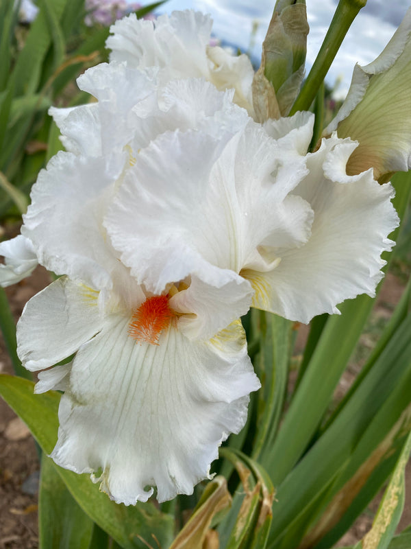 Christmas Eve – Ripple Effect Iris Farm