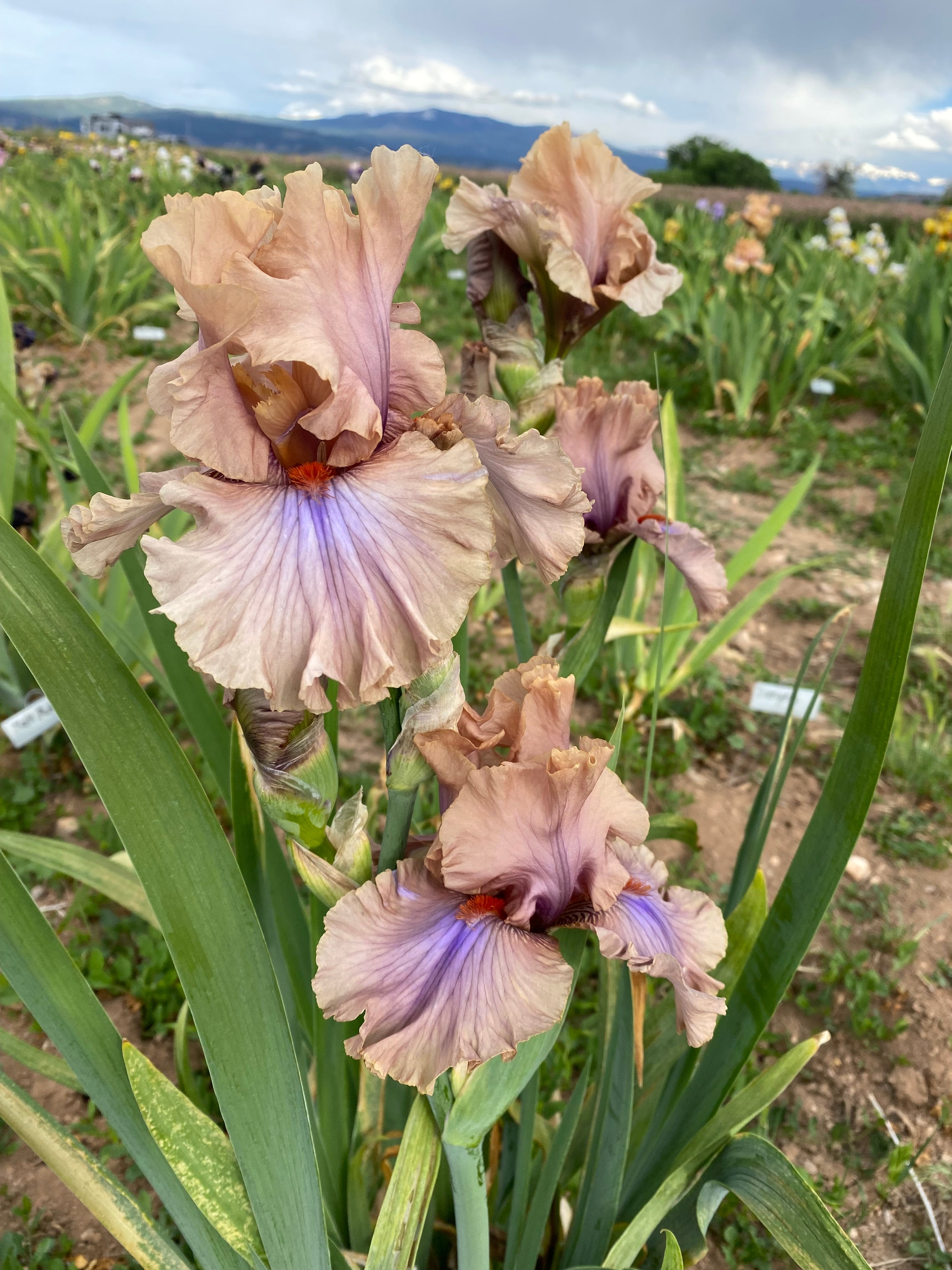 Coffee Trader – Ripple Effect Iris Farm