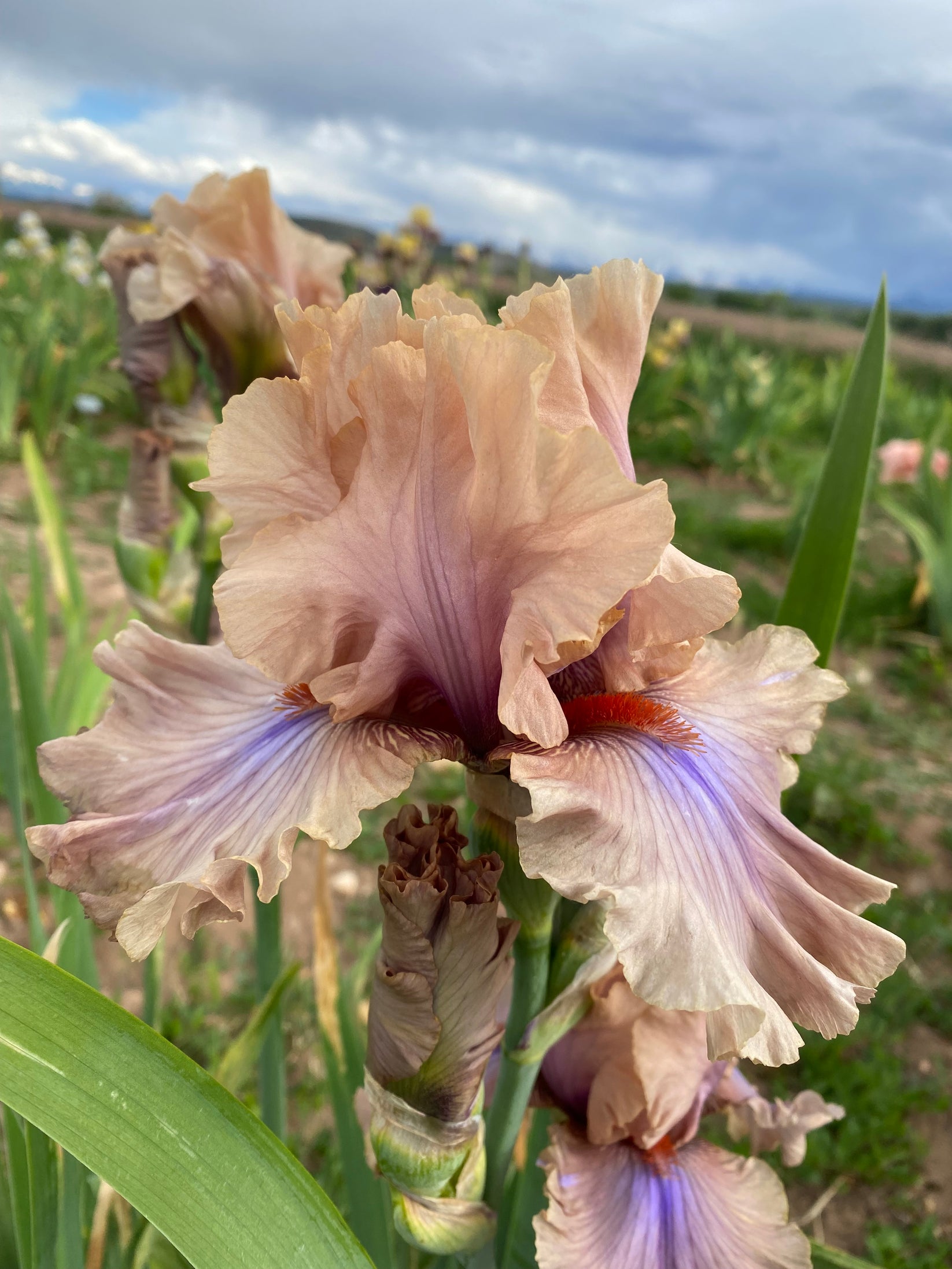 Coffee Trader – Ripple Effect Iris Farm