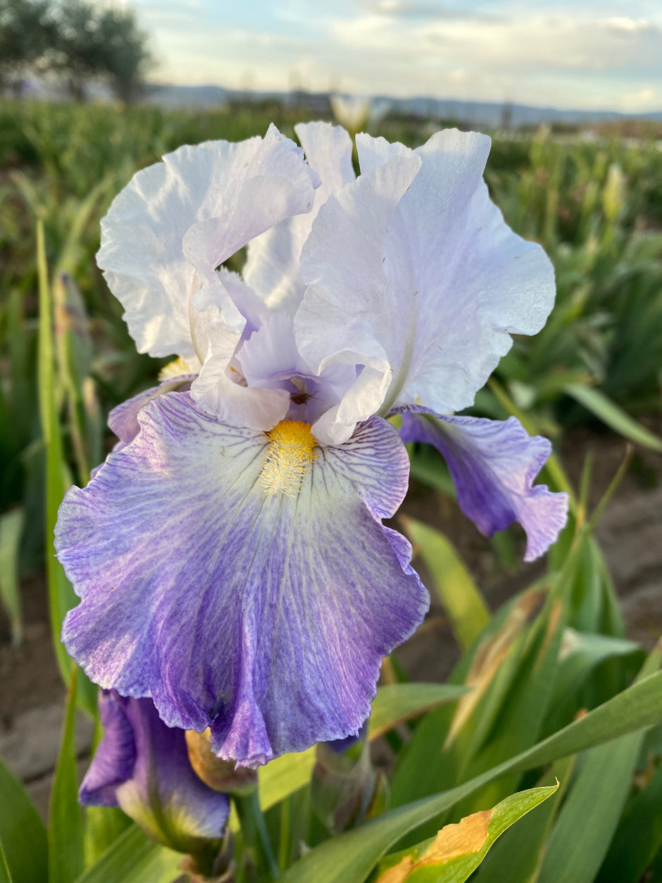 Fragrant Iris – Ripple Effect Iris Farm
