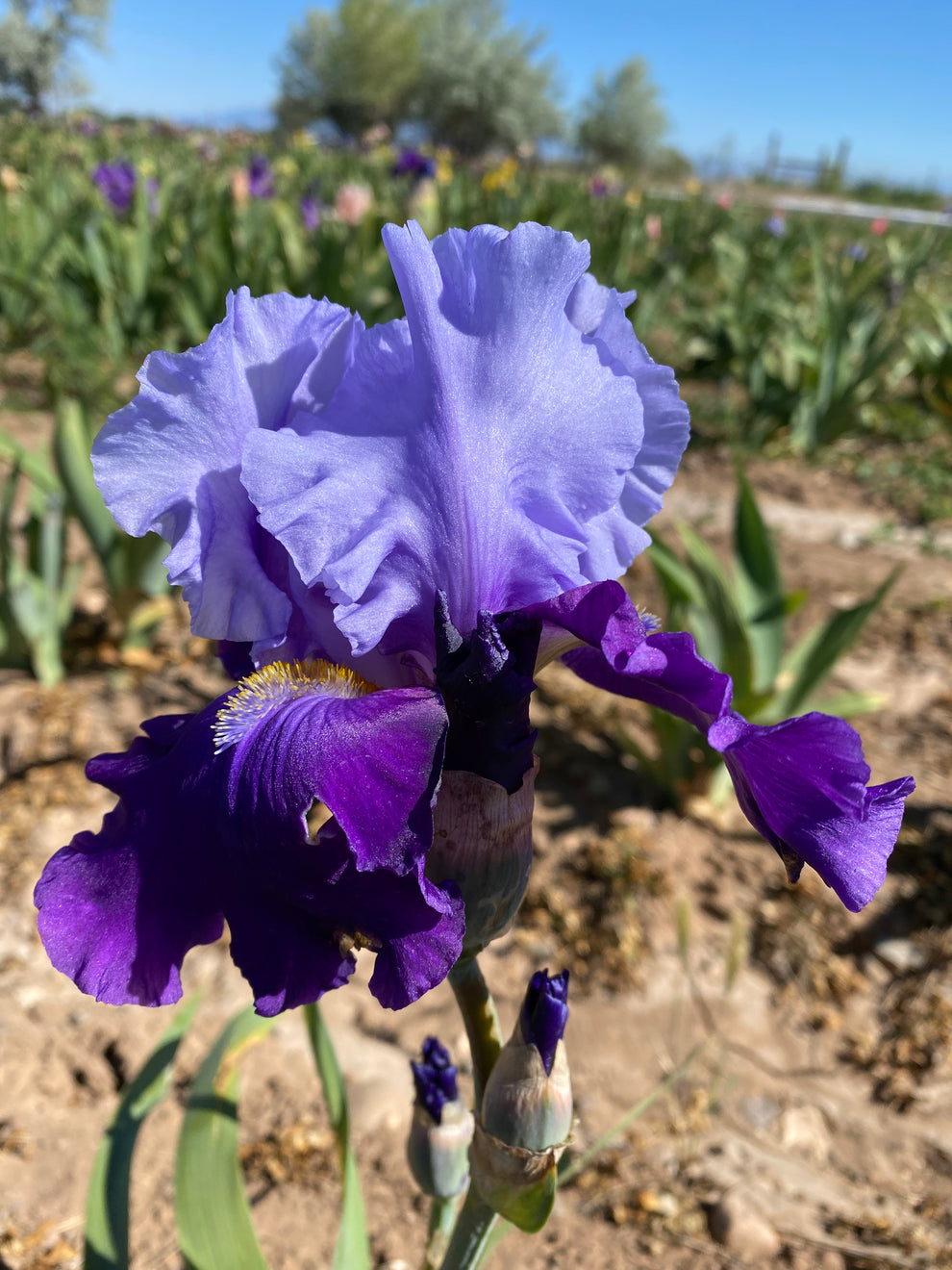 Congratulations – Ripple Effect Iris Farm