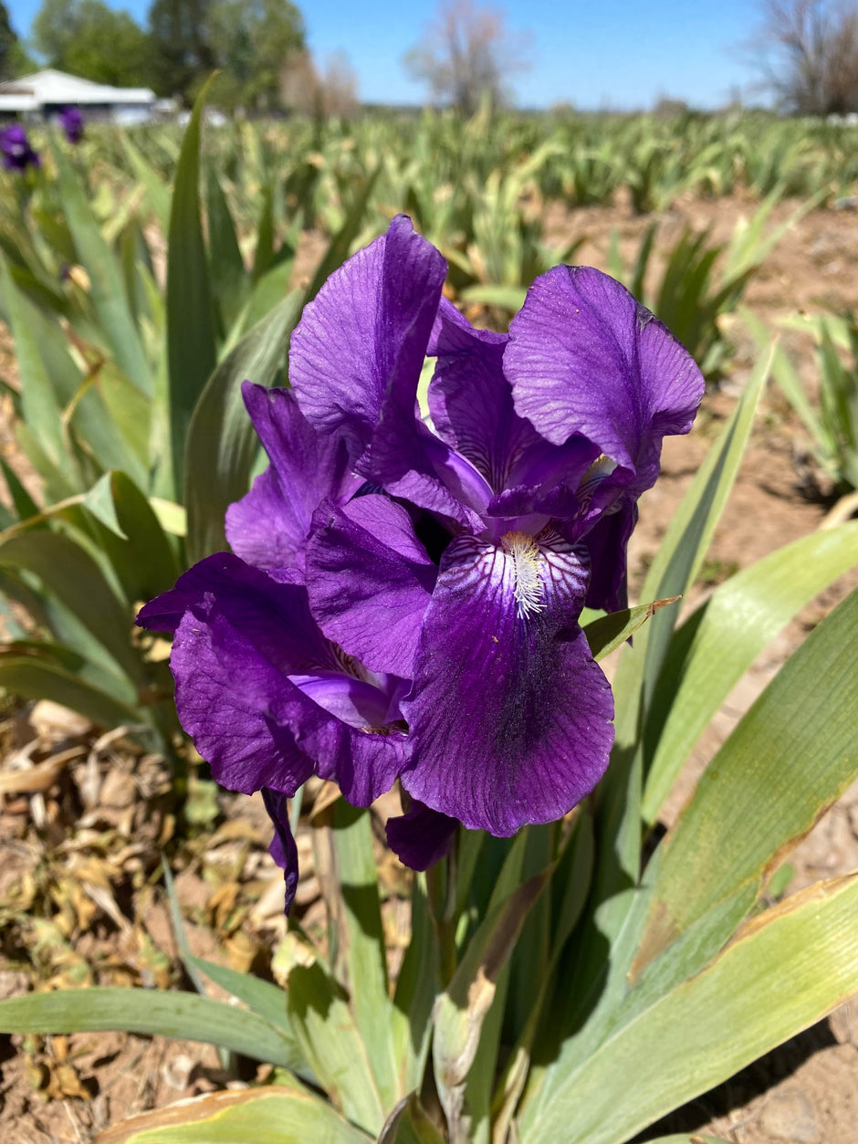Reblooming Iris – Ripple Effect Iris Farm