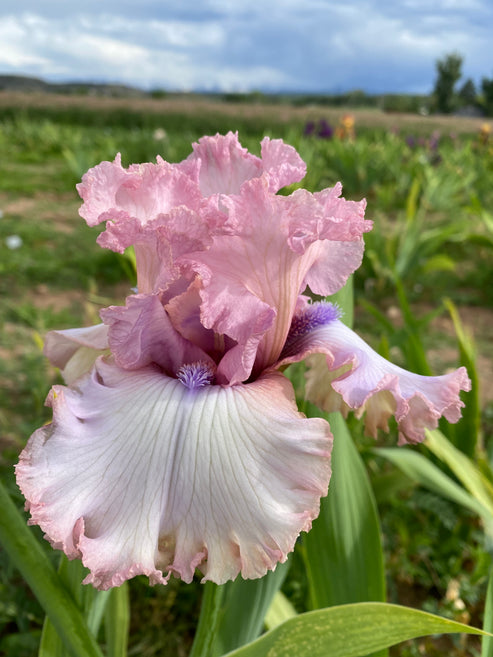 Don't Stop Believing – Ripple Effect Iris Farm