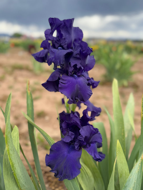 Dusky Challenger – Ripple Effect Iris Farm