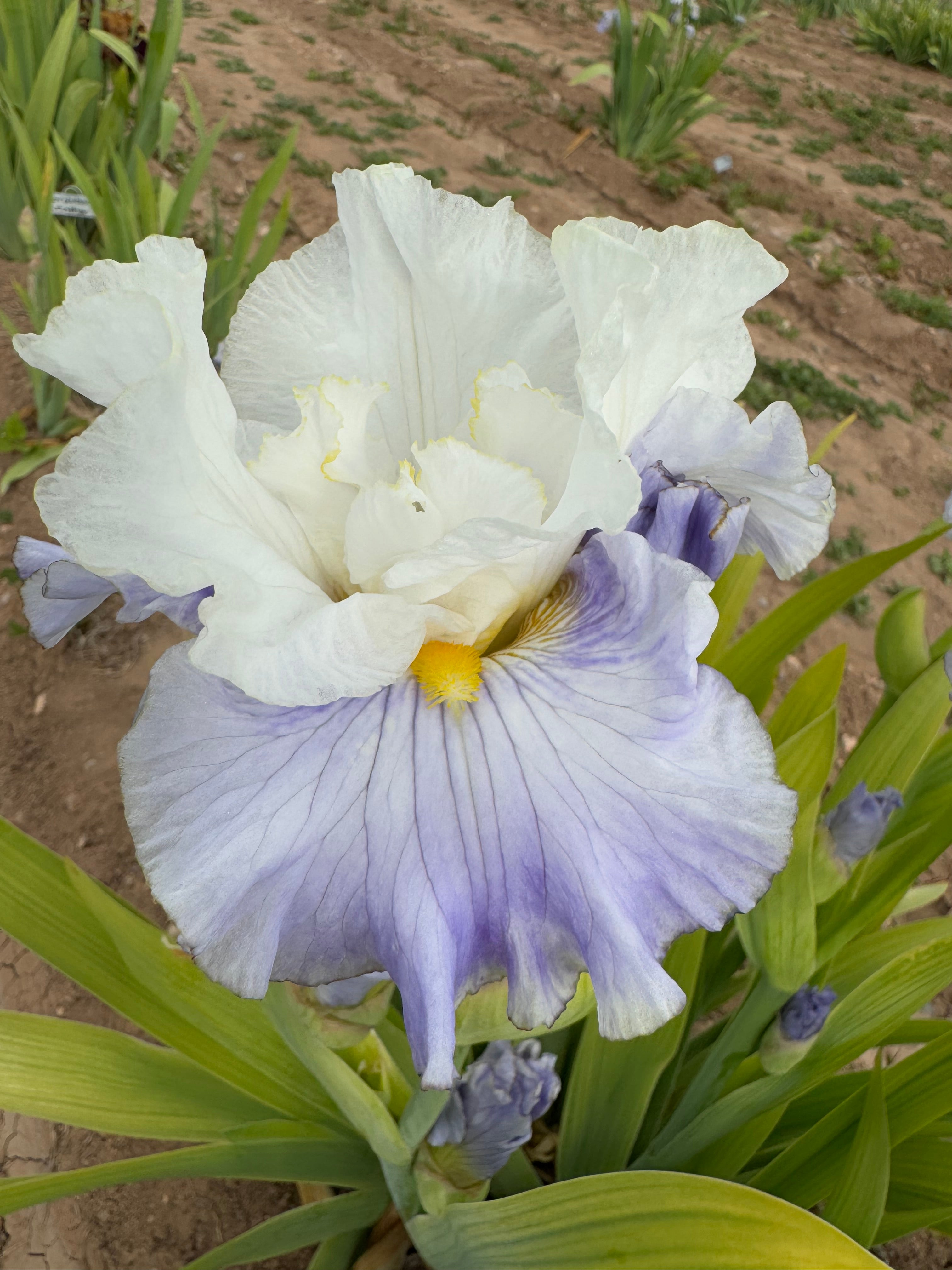 Ocean's Edge – Ripple Effect Iris Farm