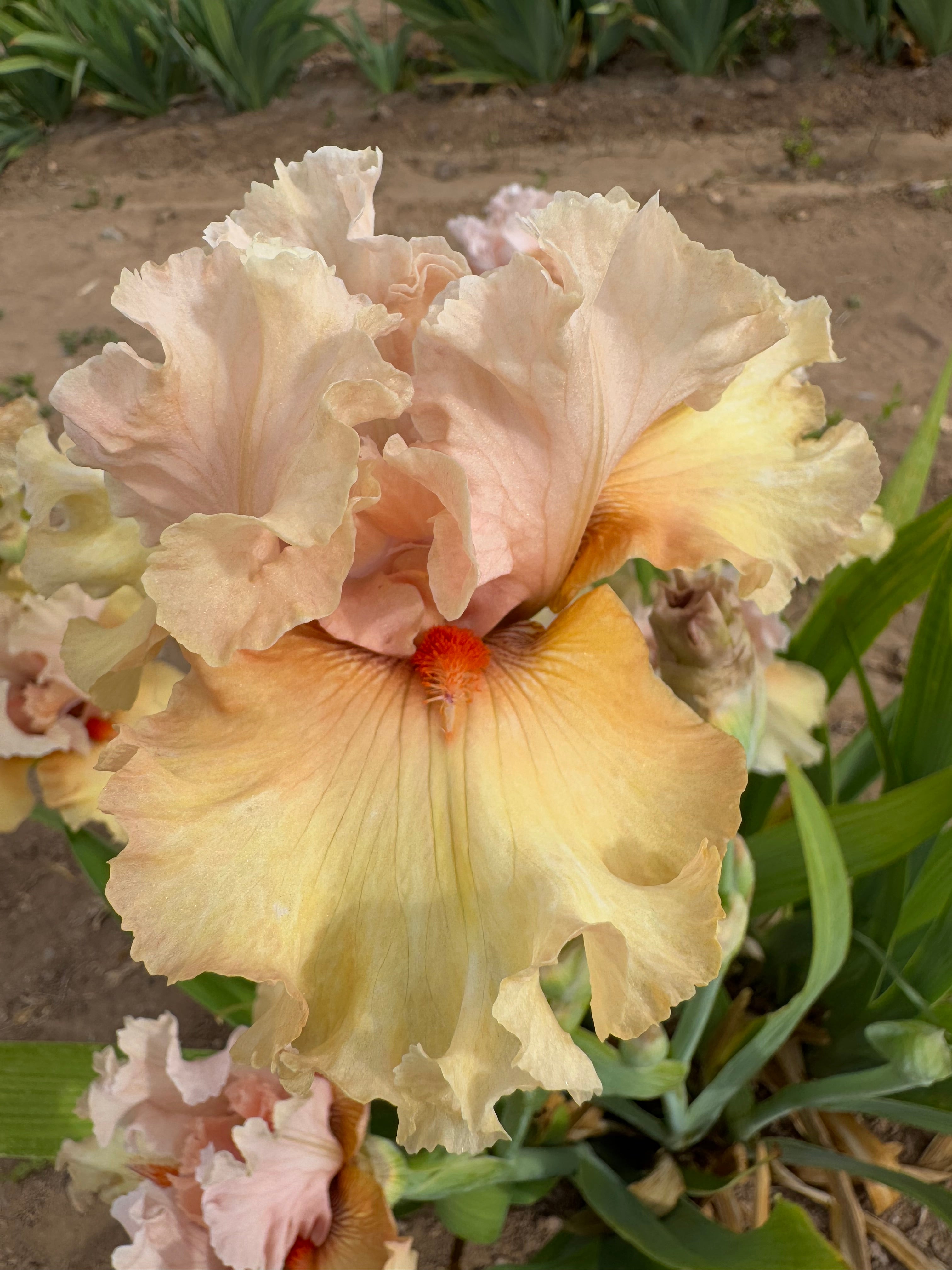 Bubble Baby – Ripple Effect Iris Farm