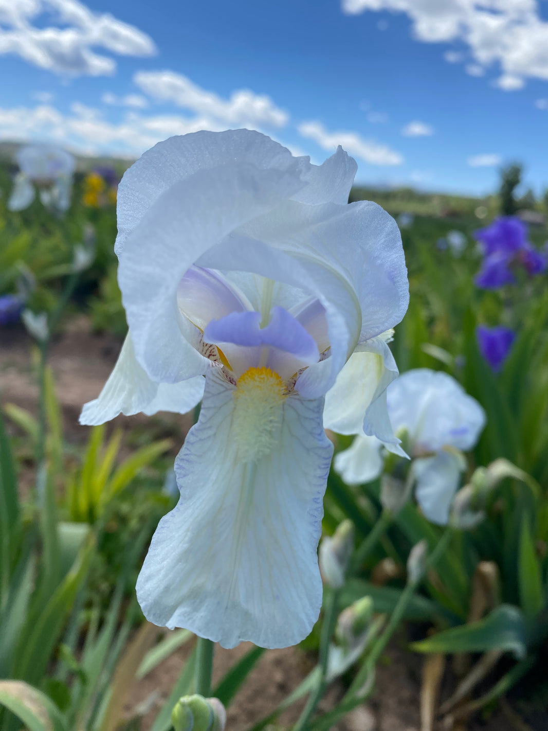 Fragrant Iris – Ripple Effect Iris Farm