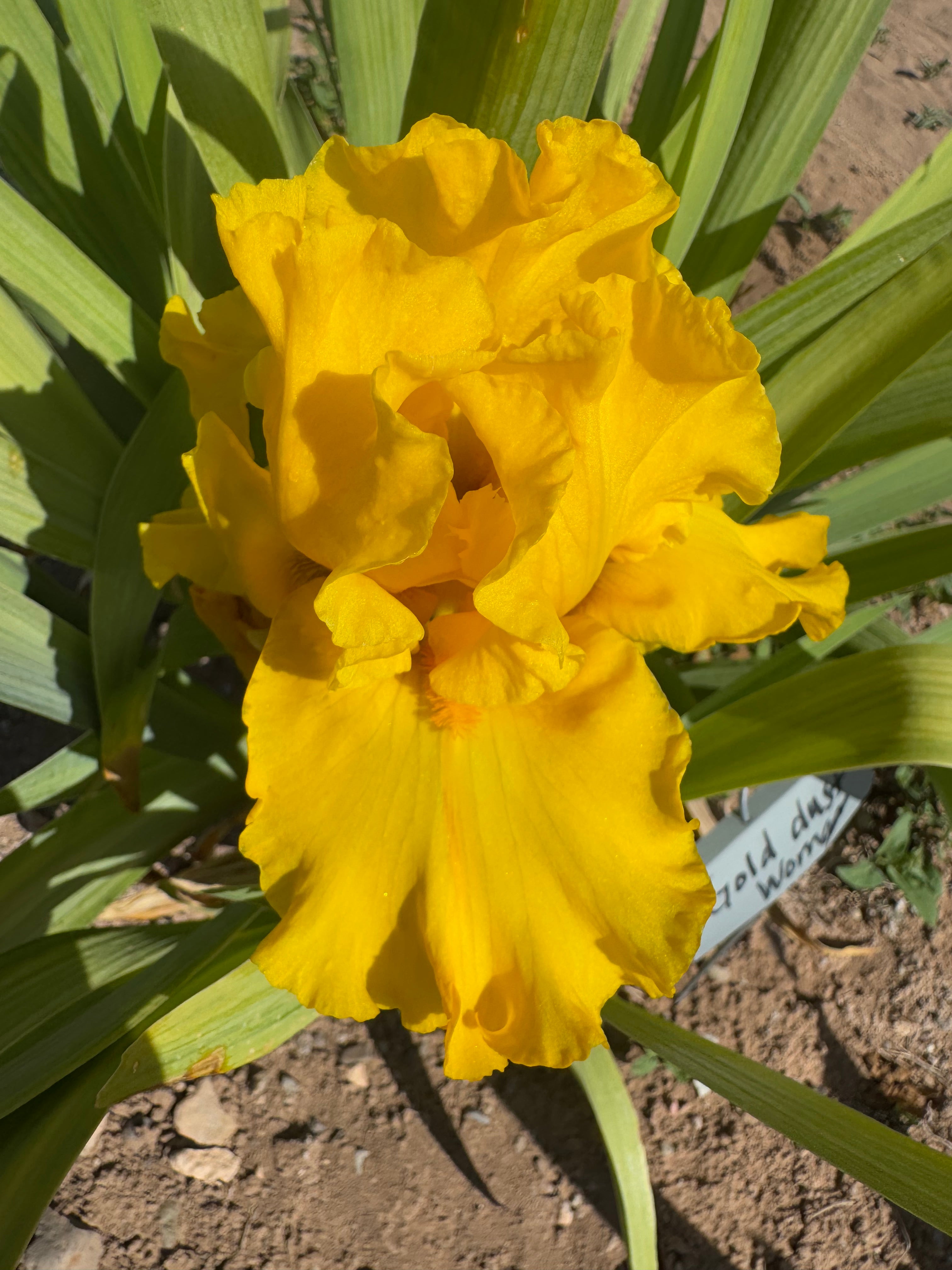 Gold Dust Woman – Ripple Effect Iris Farm