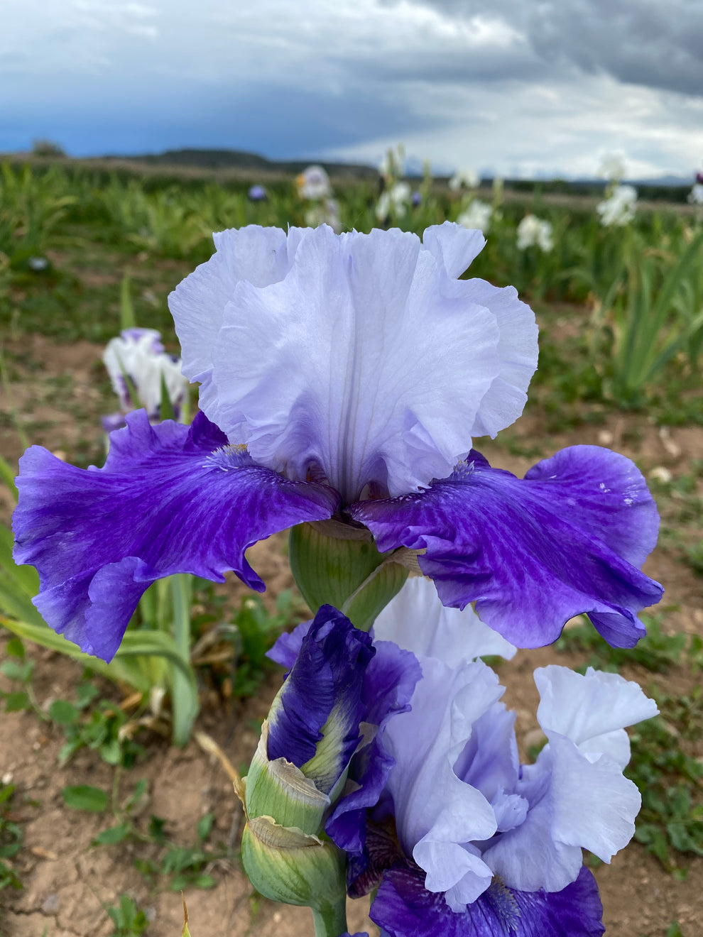 Gone Fishing – Ripple Effect Iris Farm