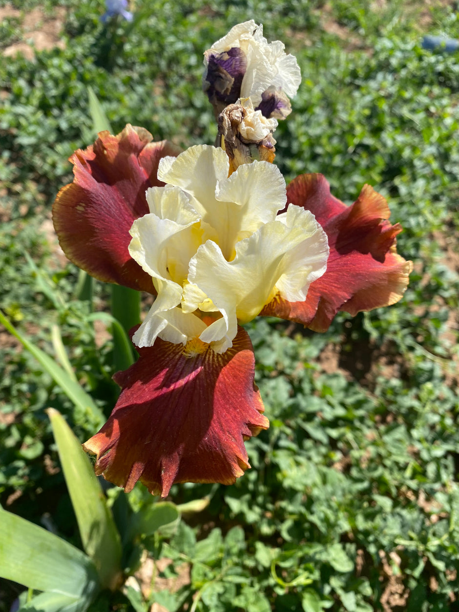 Products – Page 17 – Ripple Effect Iris Farm