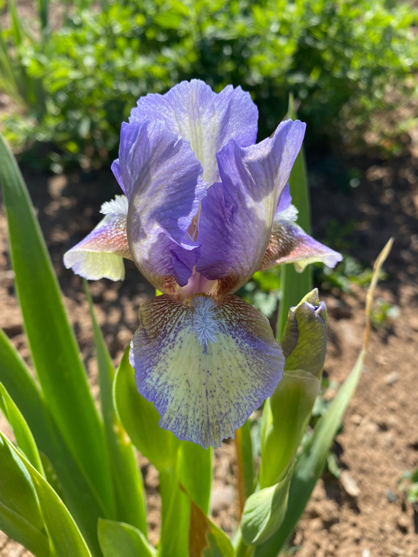 Honey Mist – Ripple Effect Iris Farm
