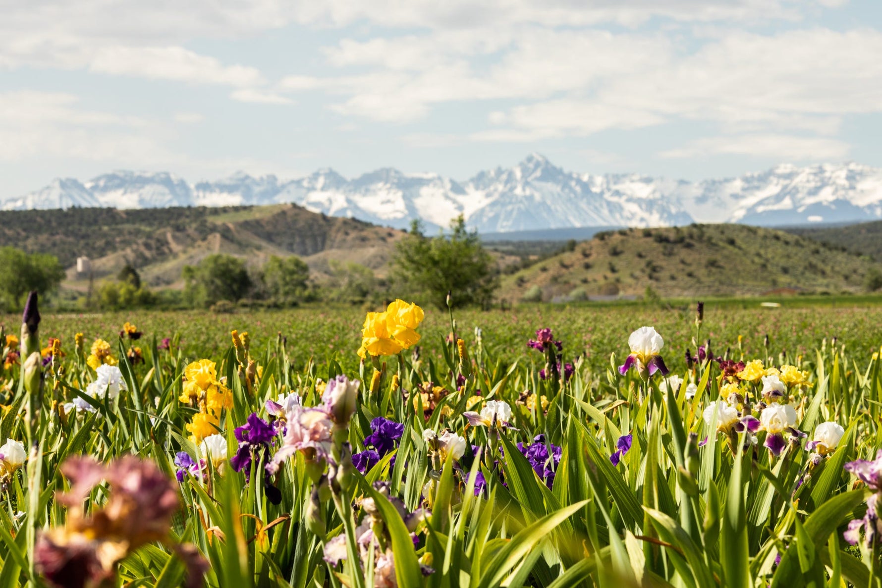 Ripple Effect Iris Farm