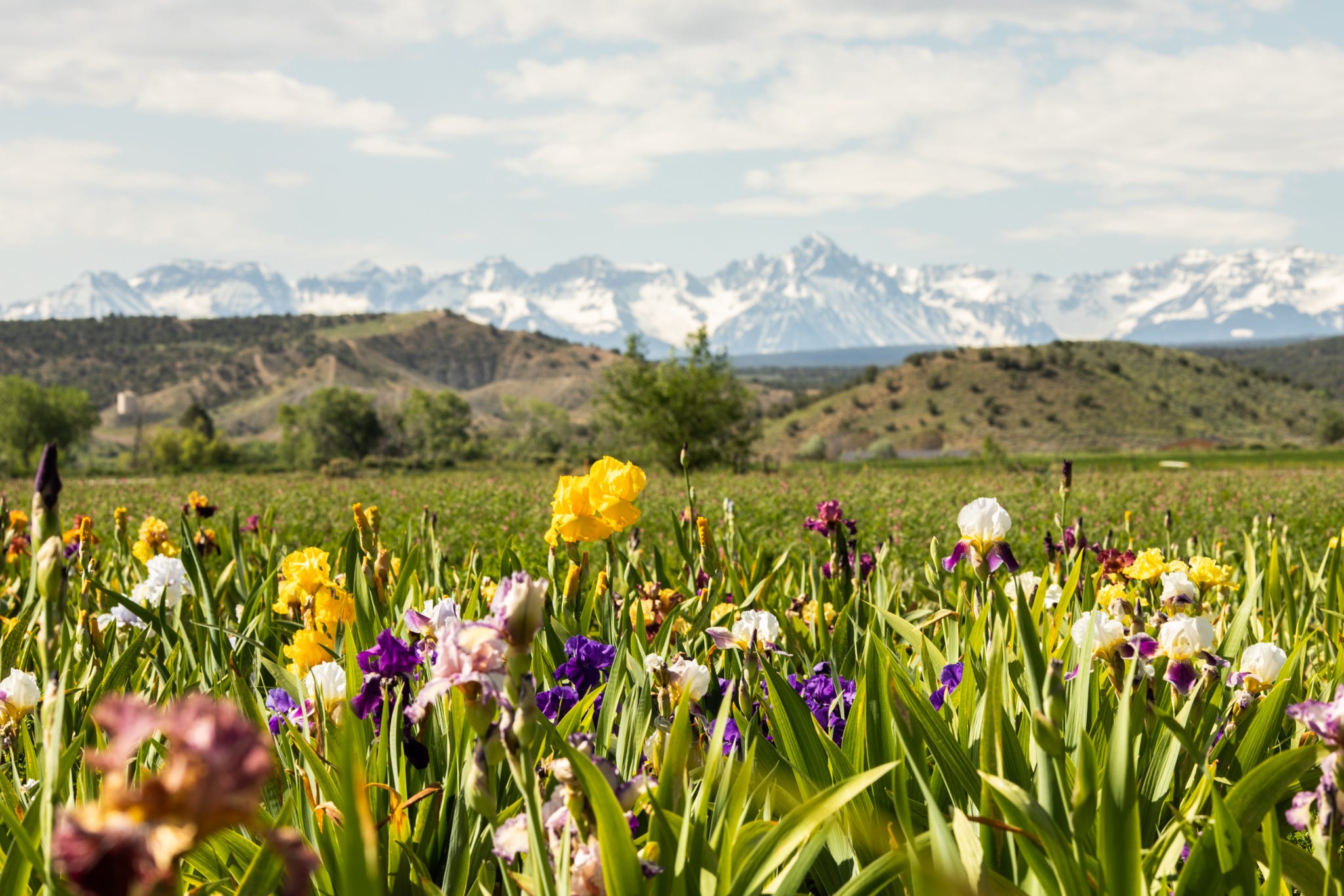 Ripple Effect Iris Farm