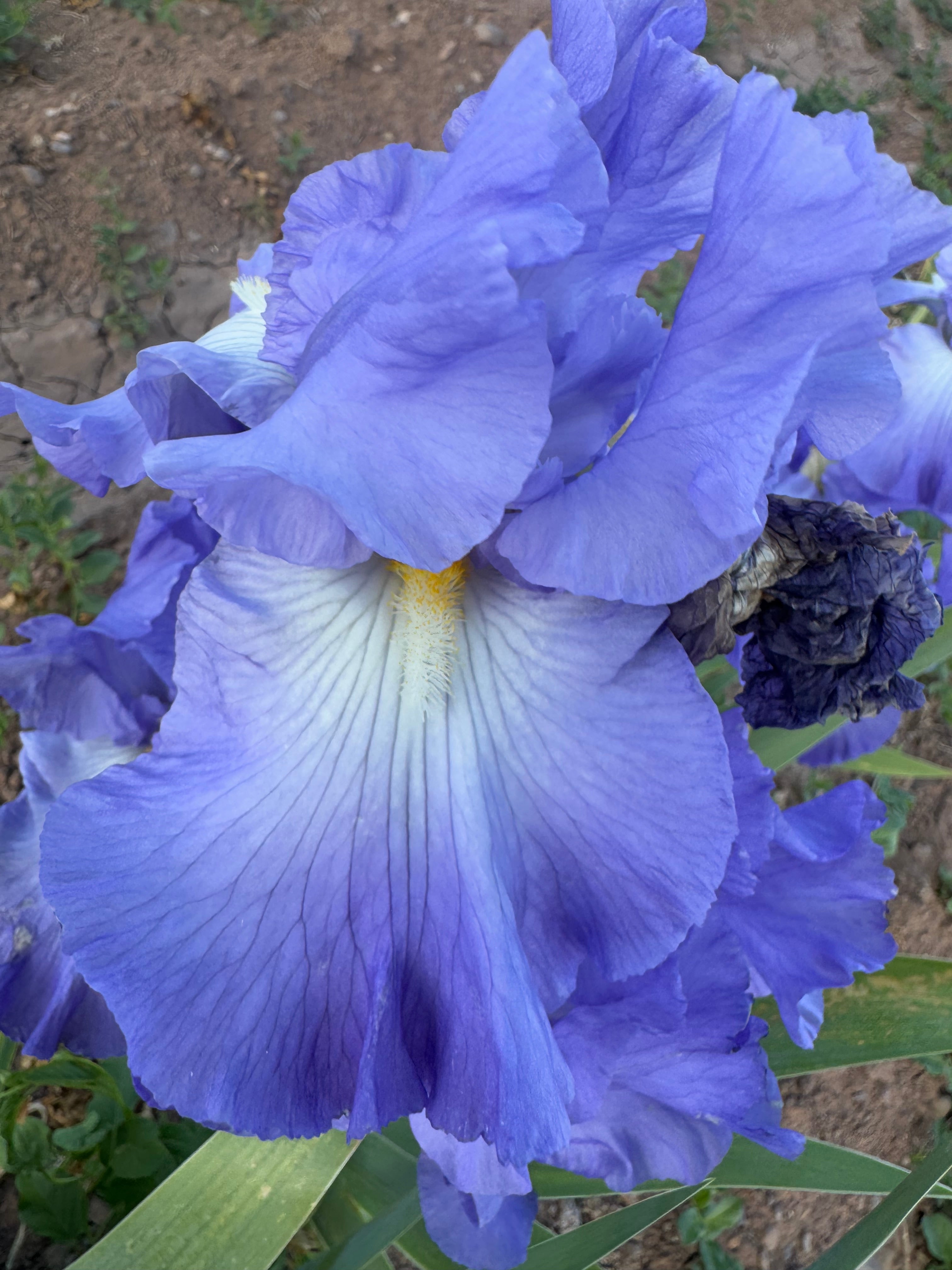 Lou Ben – Ripple Effect Iris Farm