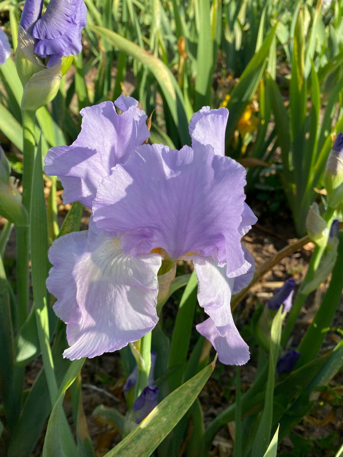 Mary Frances – Ripple Effect Iris Farm