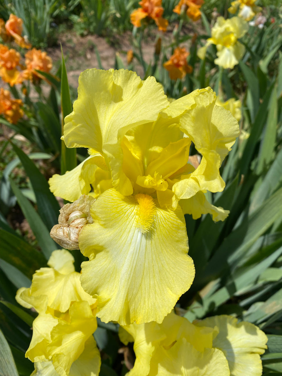 Harvest of Memories – Ripple Effect Iris Farm