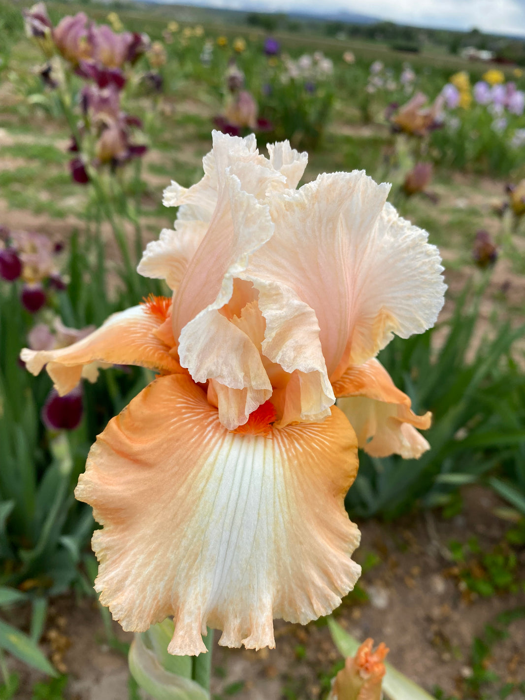 Fragrant Iris – Page 2 – Ripple Effect Iris Farm