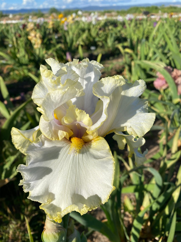 Pewter and Gold – Ripple Effect Iris Farm