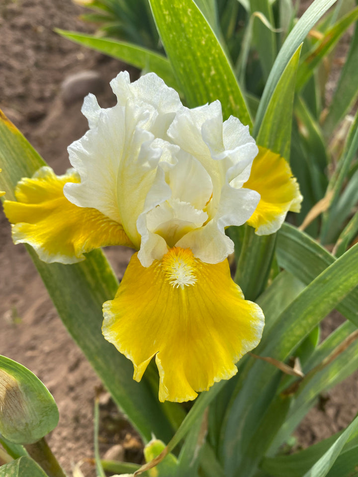 Ripple Effect Iris Farm