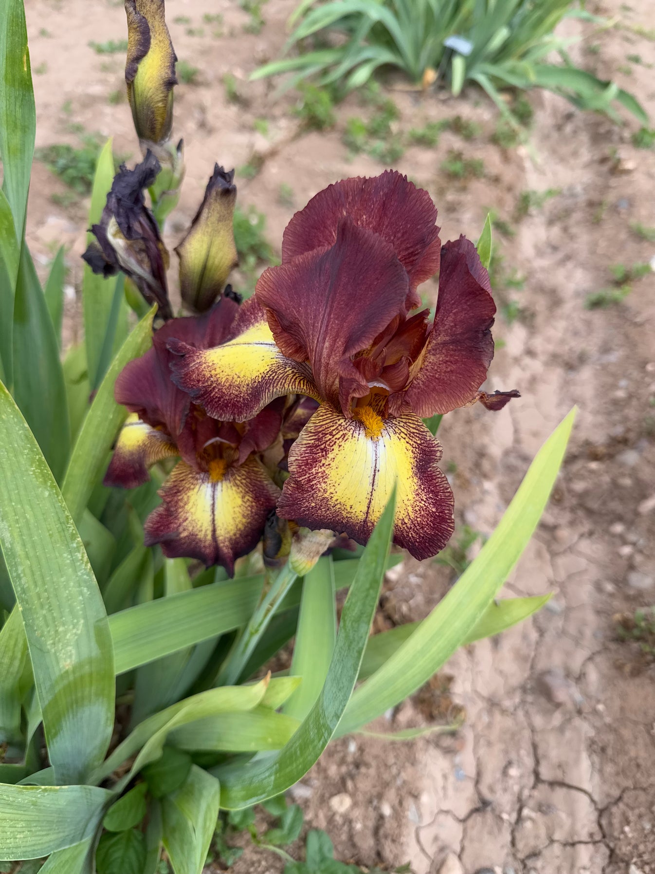 Provencal – Ripple Effect Iris Farm